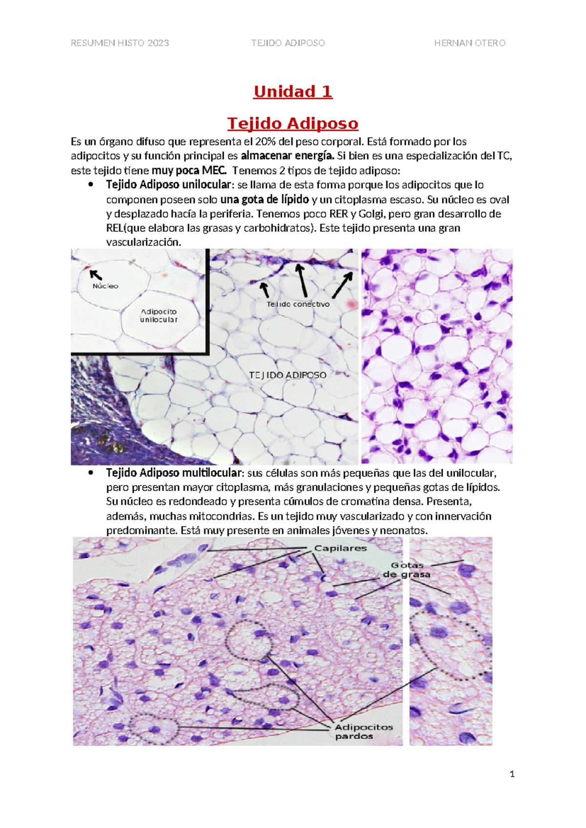 Unidad 2 - Tejido Adiposo - RESUMEN HISTO 2023 TEJIDO ADIPOSO HERNAN OTERO Unidad 1 Tejido ...