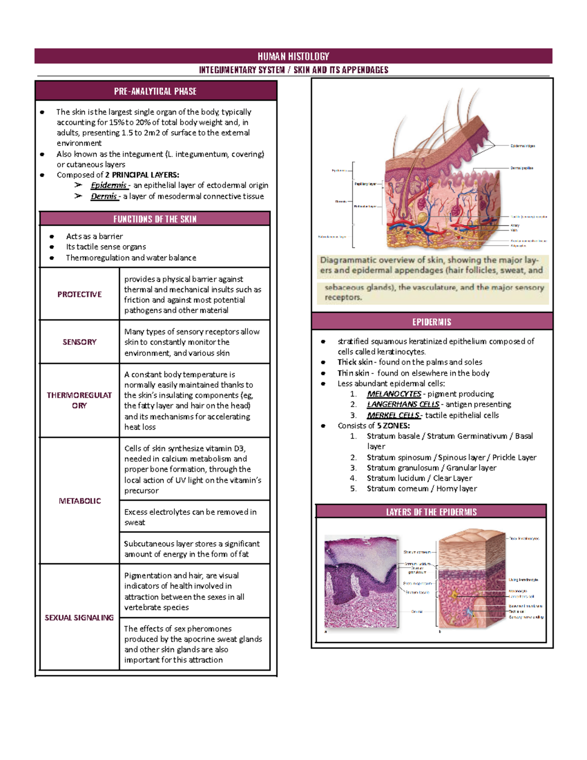 Histo- Integumentary - NEW - INTEGUMENTARY SYSTEM / SKIN AND ITS ...