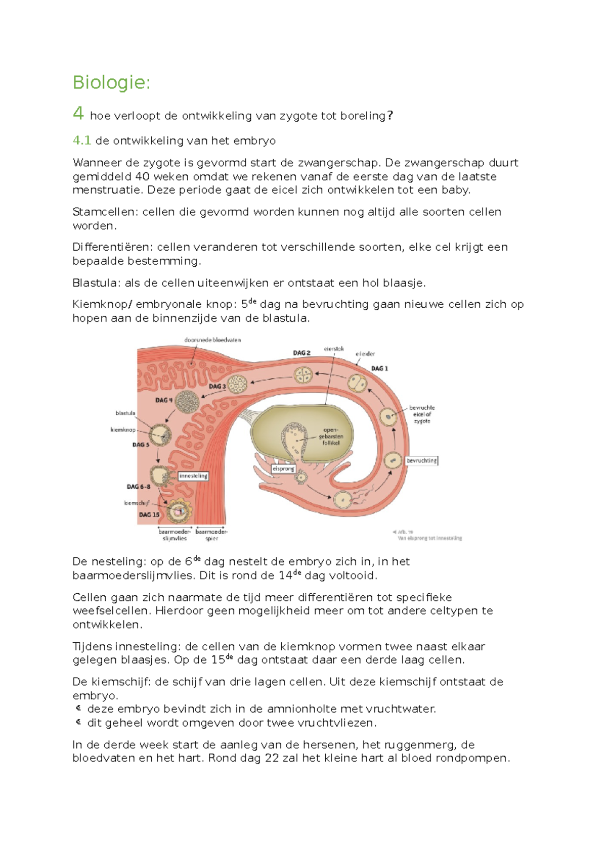 Ontwikkeling Van De Menselijke Zygote