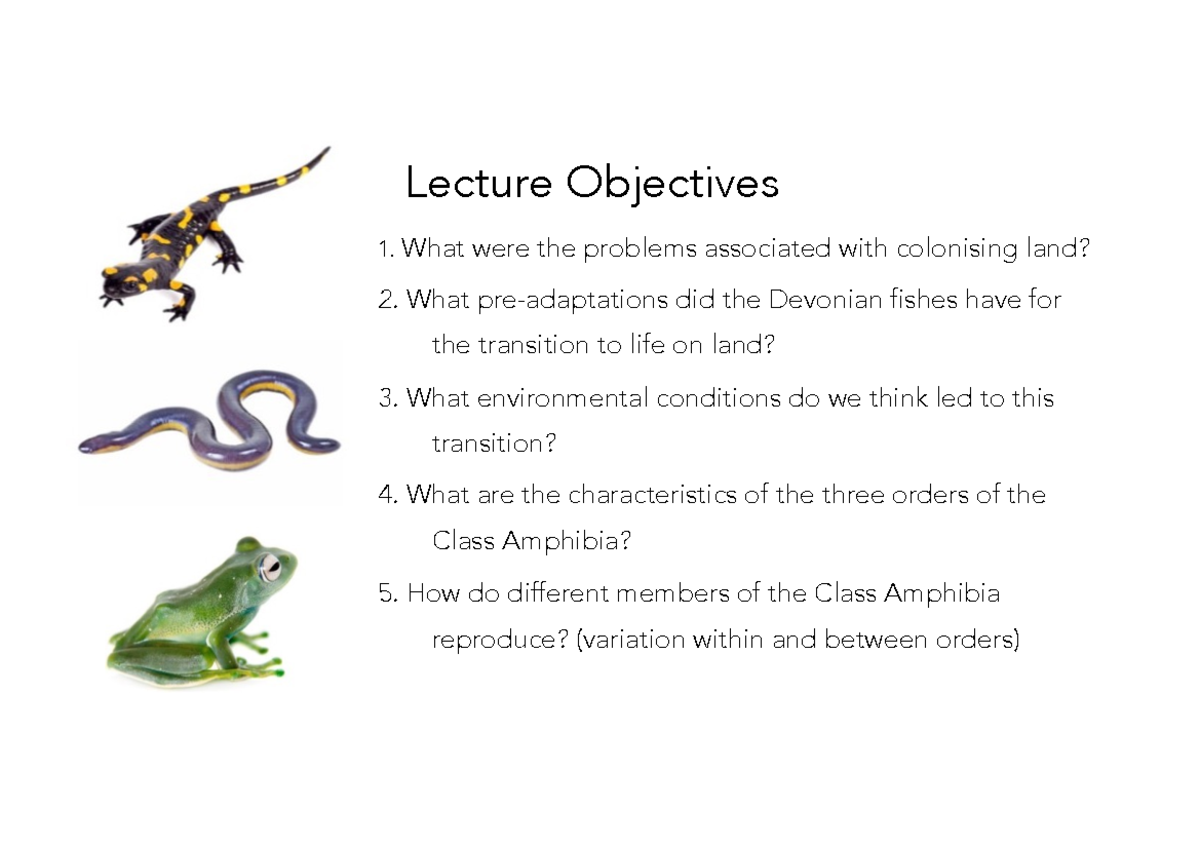 4-Amphibia notes - amphibians - Lecture Objectives What were the ...