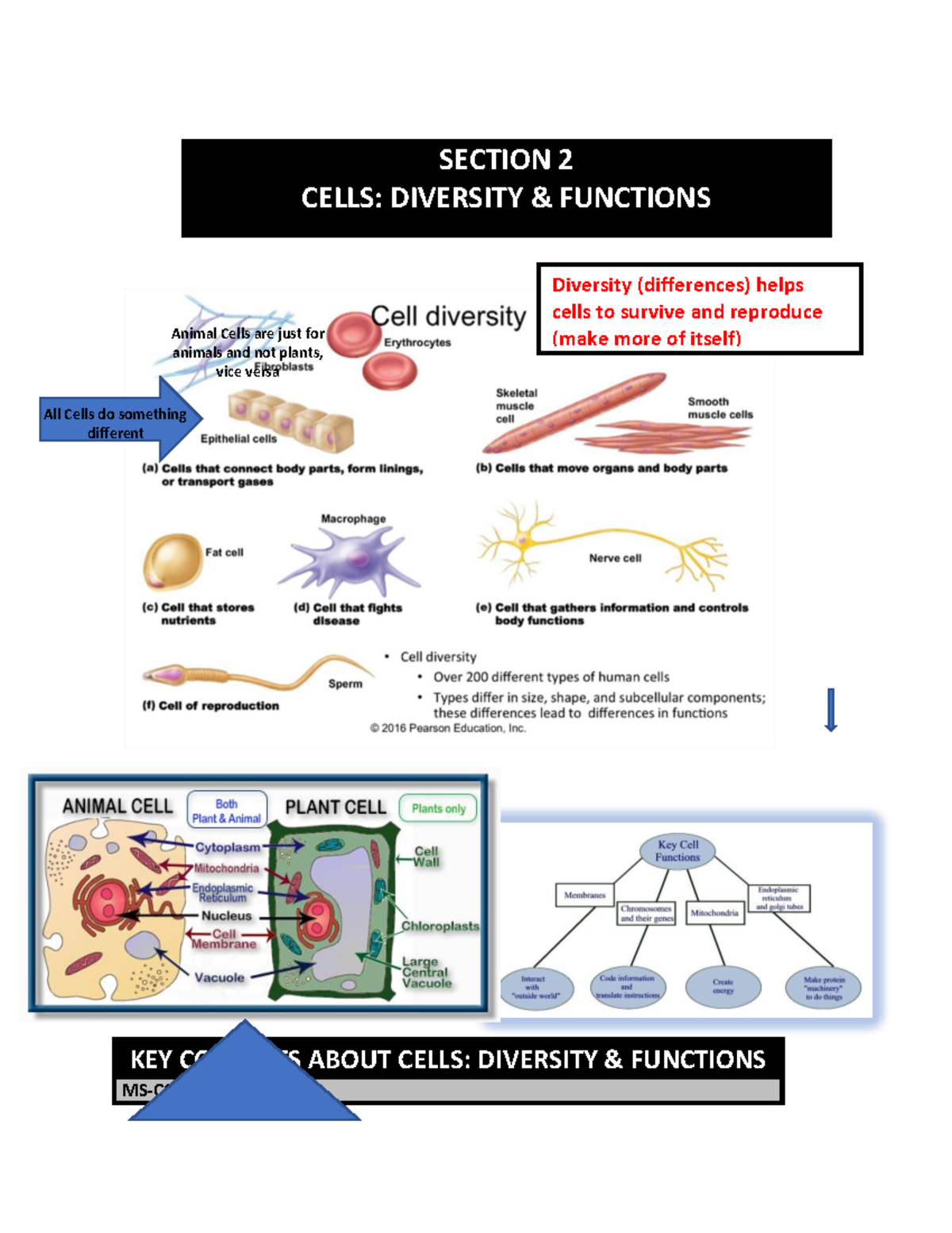 Student Section 2 Cells PDF- diversity and functions Student blank ...