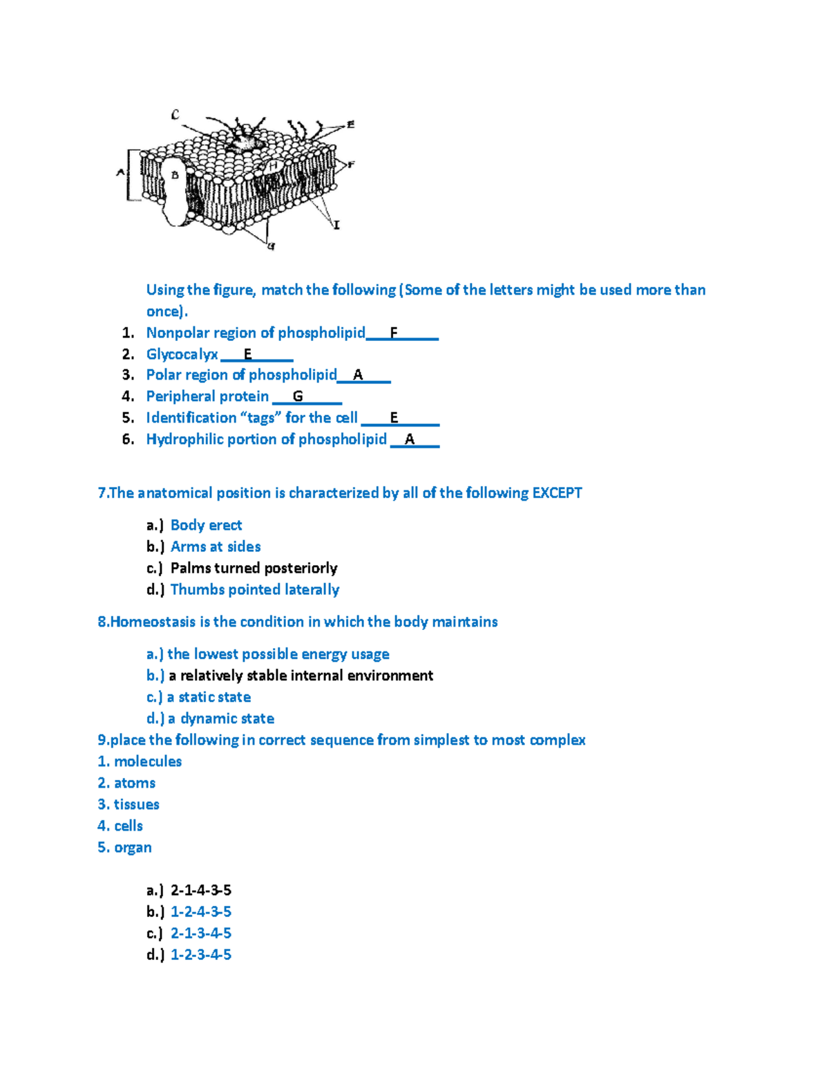 Exam1 questions and answers - Using the figure, match the following ...