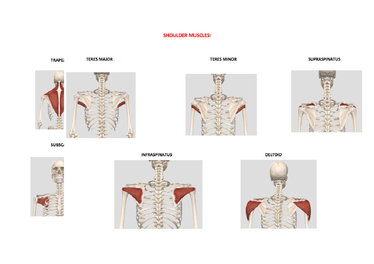 Muscles OF UL - SHOULDER MUSCLES: MUSCLE EMRYOLOGICAL ORIGIN AND ...