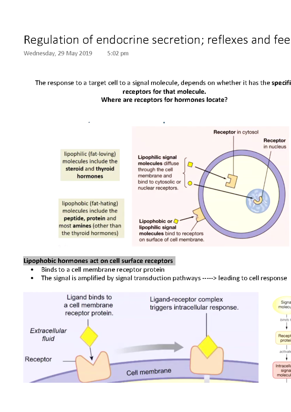 Regulation of endocrine secretion reflexes and feedback - The response ...