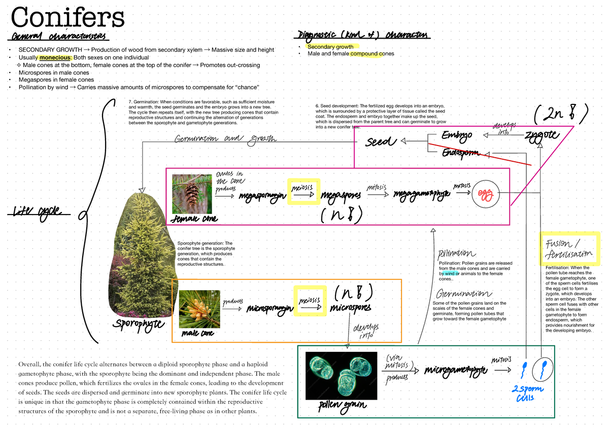 Lec22 (Conifers) - Sporophyte generation: The conifer tree is the ...
