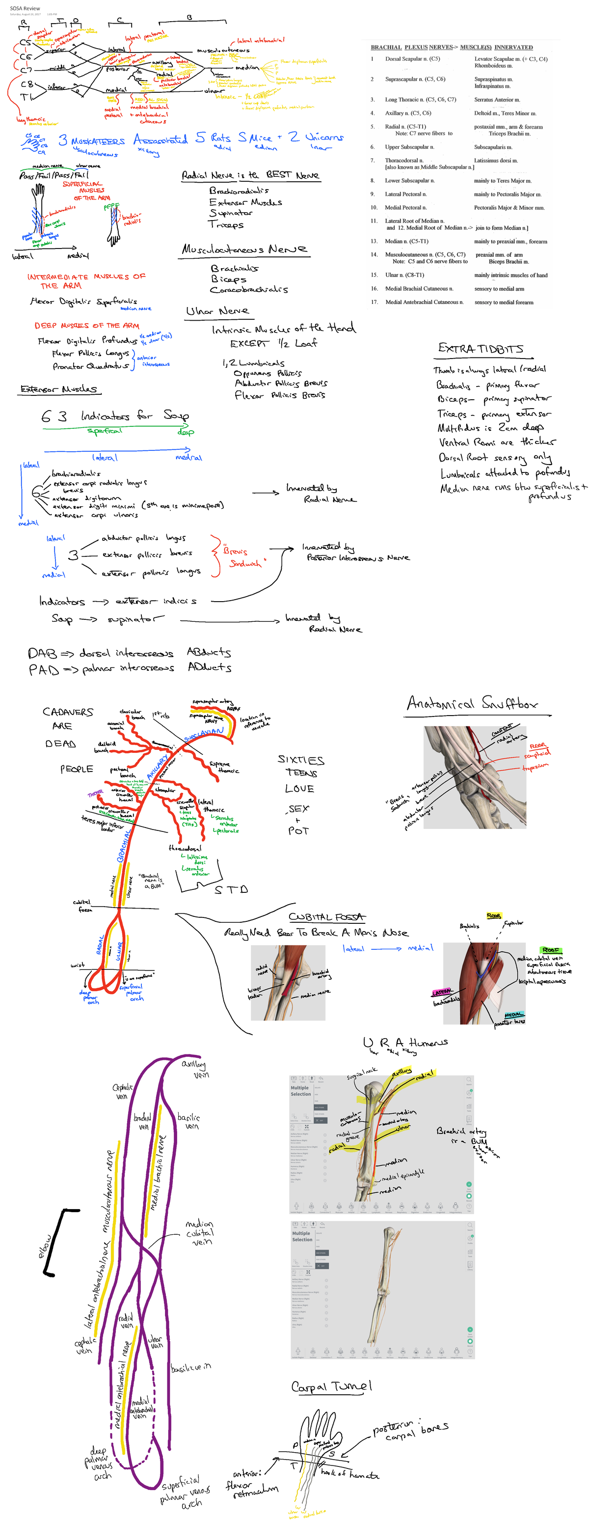 Anatomy Exam 1 (Things to Know) - ANA 5727 - SOSA Review Saturday ...