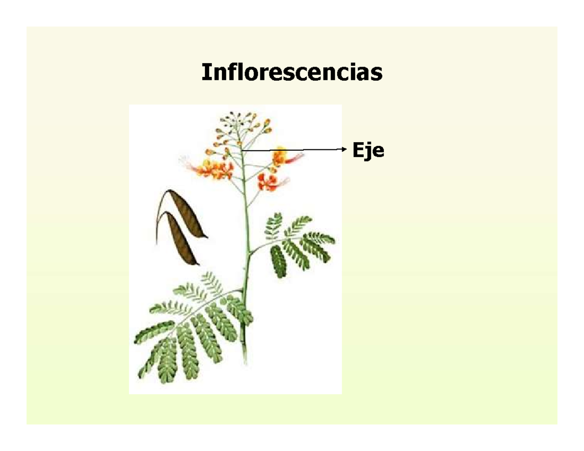 Cap. IV Bo - 5. Reproducción I - Inflorescencias Eje Inflorescencias ...