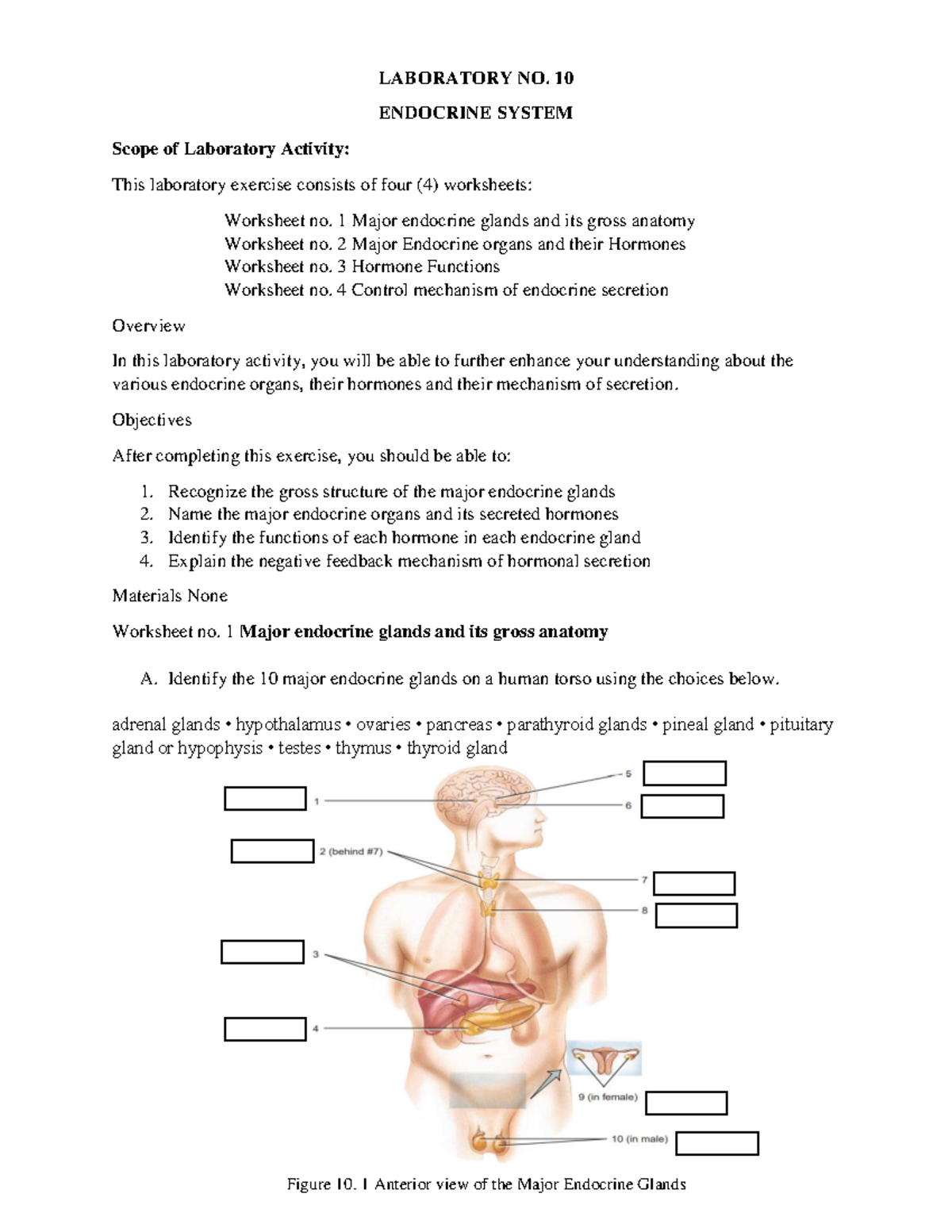 Endocrine system - Worksheet - LABORATORY NO. 10 ENDOCRINE SYSTEM Scope ...