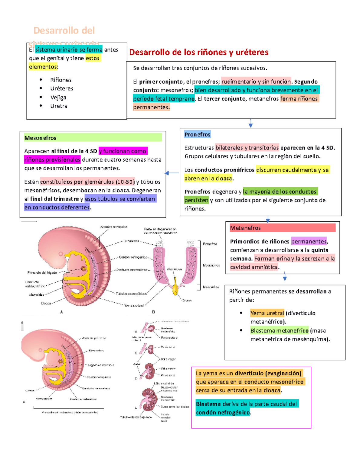 Embriosistemaurinario - Desarrollo del sistema urinarioEl sistema ...