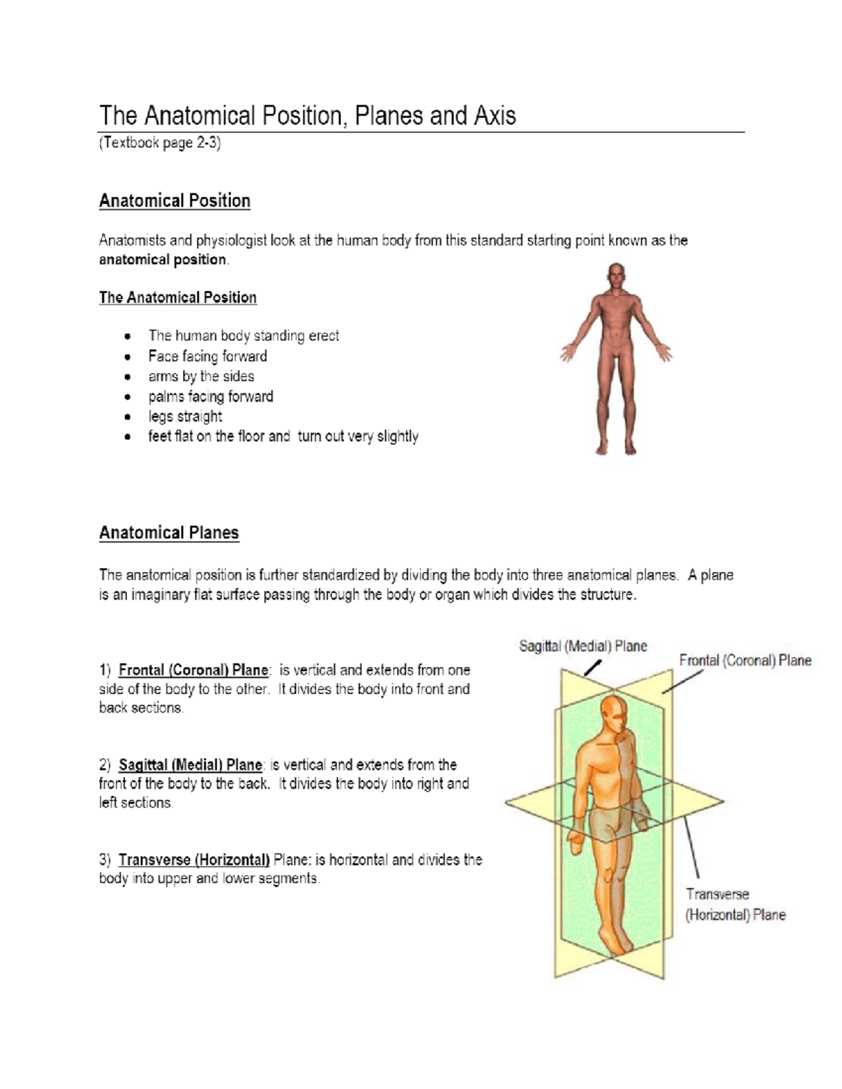The Anatomical Position, Planes and Axis - The Anatomical Position The ...