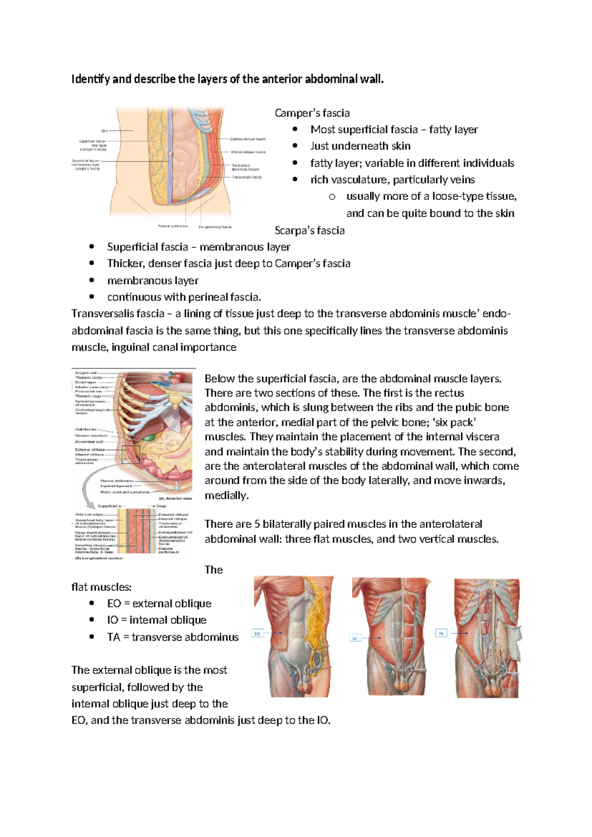 All ANAT30008 notes - Identify and describe the layers of the anterior ...