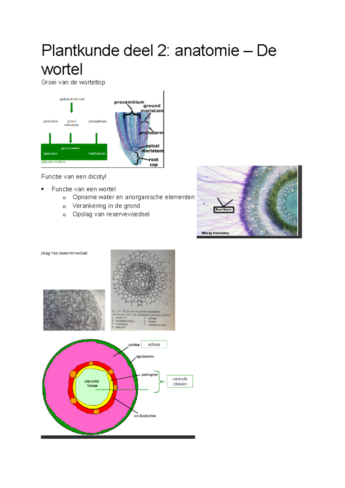Plantkunde deel 2 anatomie wortel - Plantkunde deel 2: anatomie – De ...