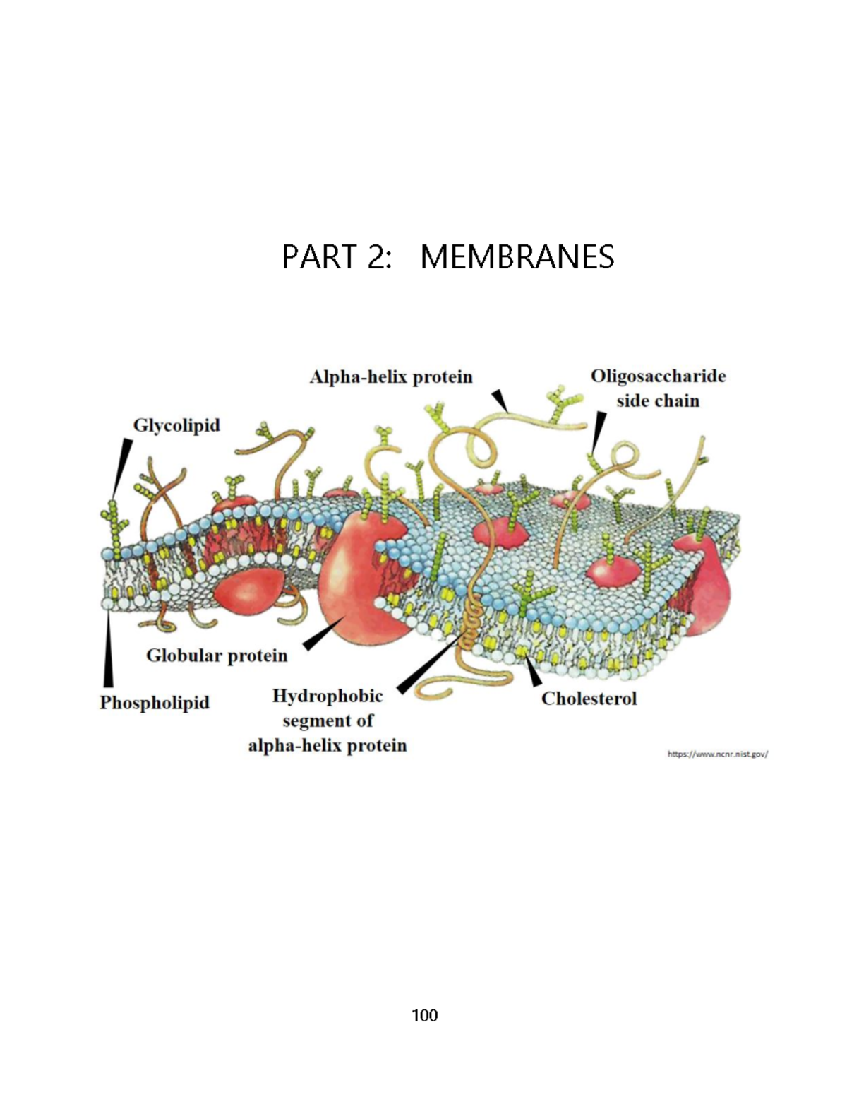 Lab Manual Section 2 - PART 2: MEMBRANES INTRODUCTION to MEMBRANES LAB ...