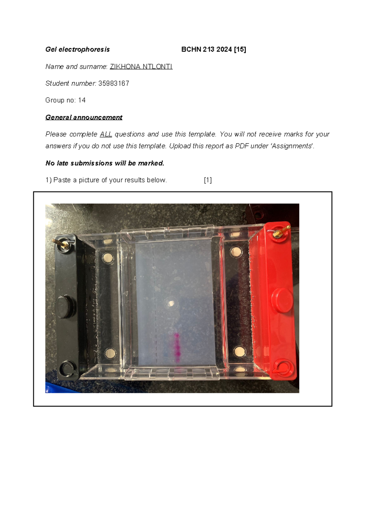 Gel+electrophoresis+assignment+2024 - Gel electrophoresis BCHN 213 2024 ...