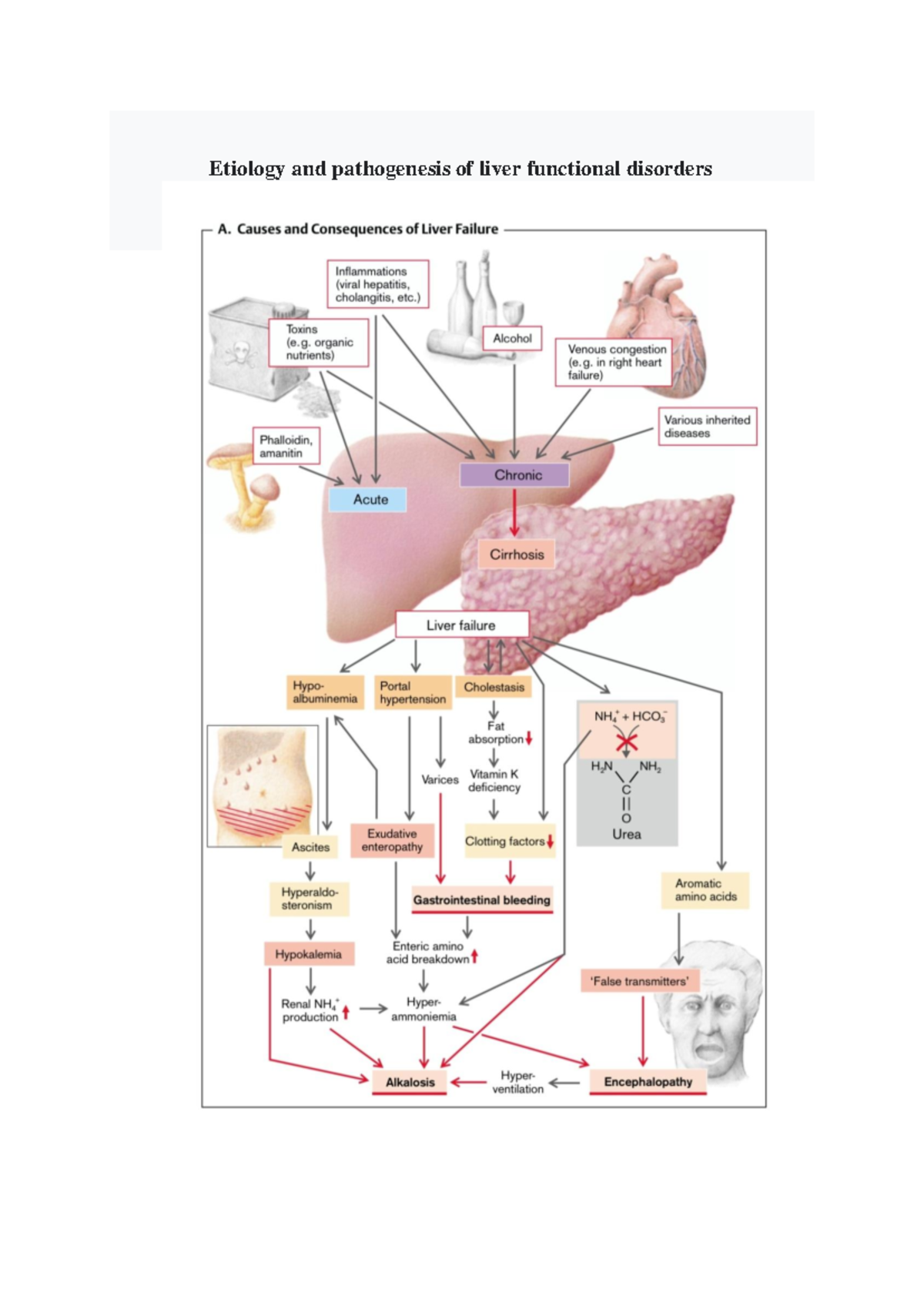 Pathophysiology of Liver - Etiology and pathogenesis of liver ...