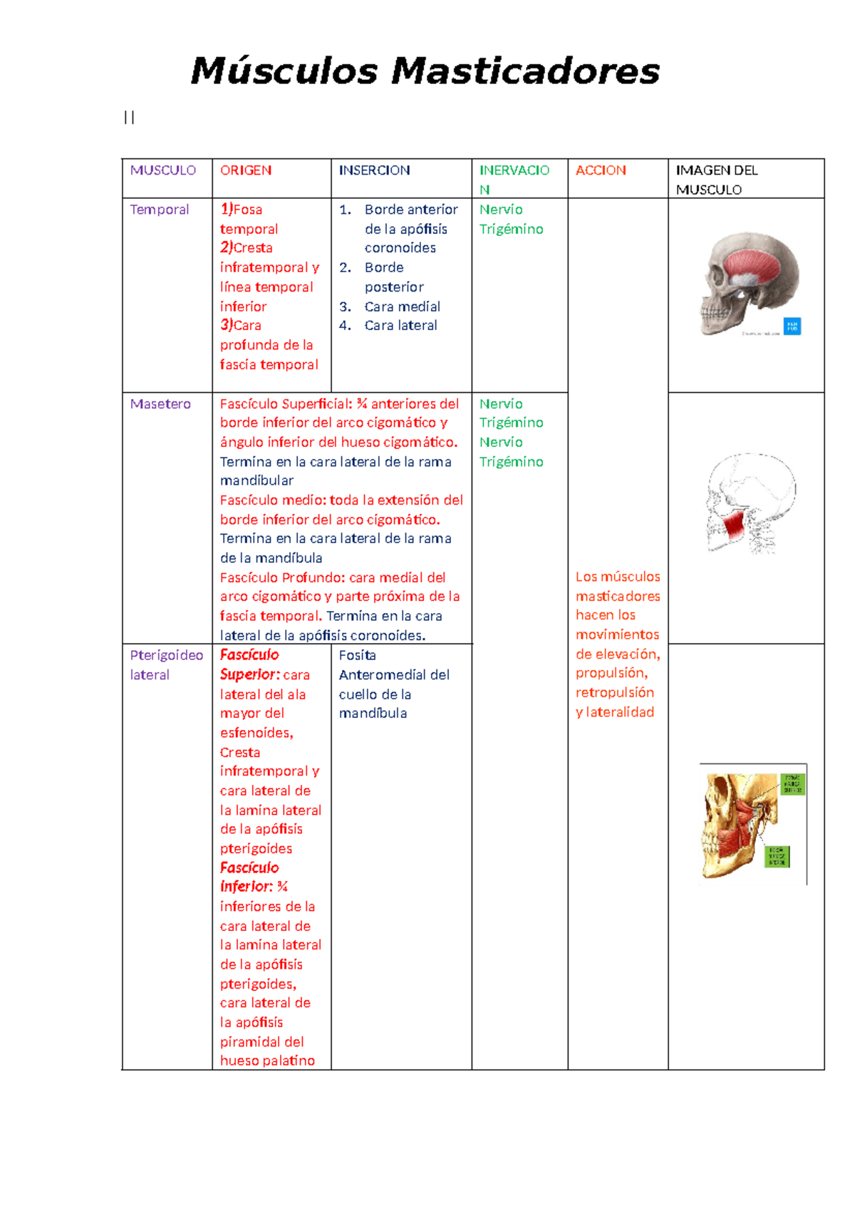 Musculos Masticadores - Músculos Masticadores || MUSCULO ORIGEN ...