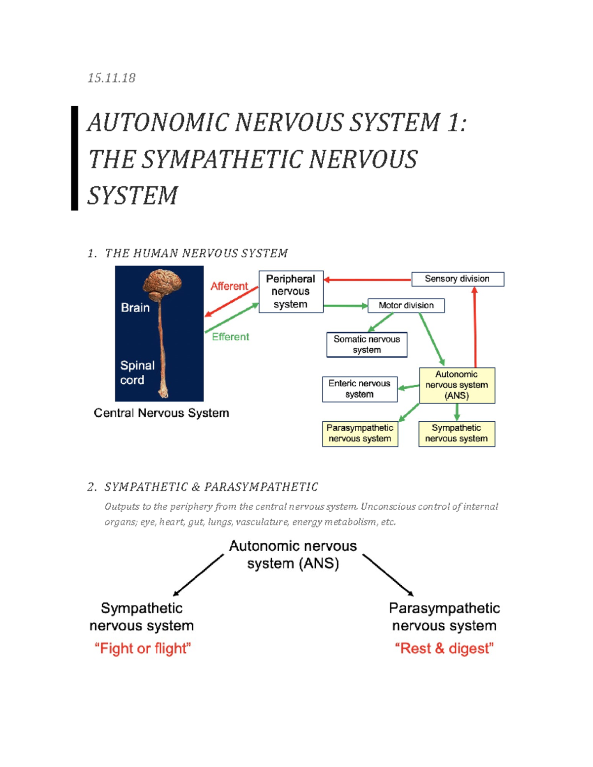 The sympathetic nervous system notes - 15. AUTONOMIC NERVOUS SYSTEM 1 ...