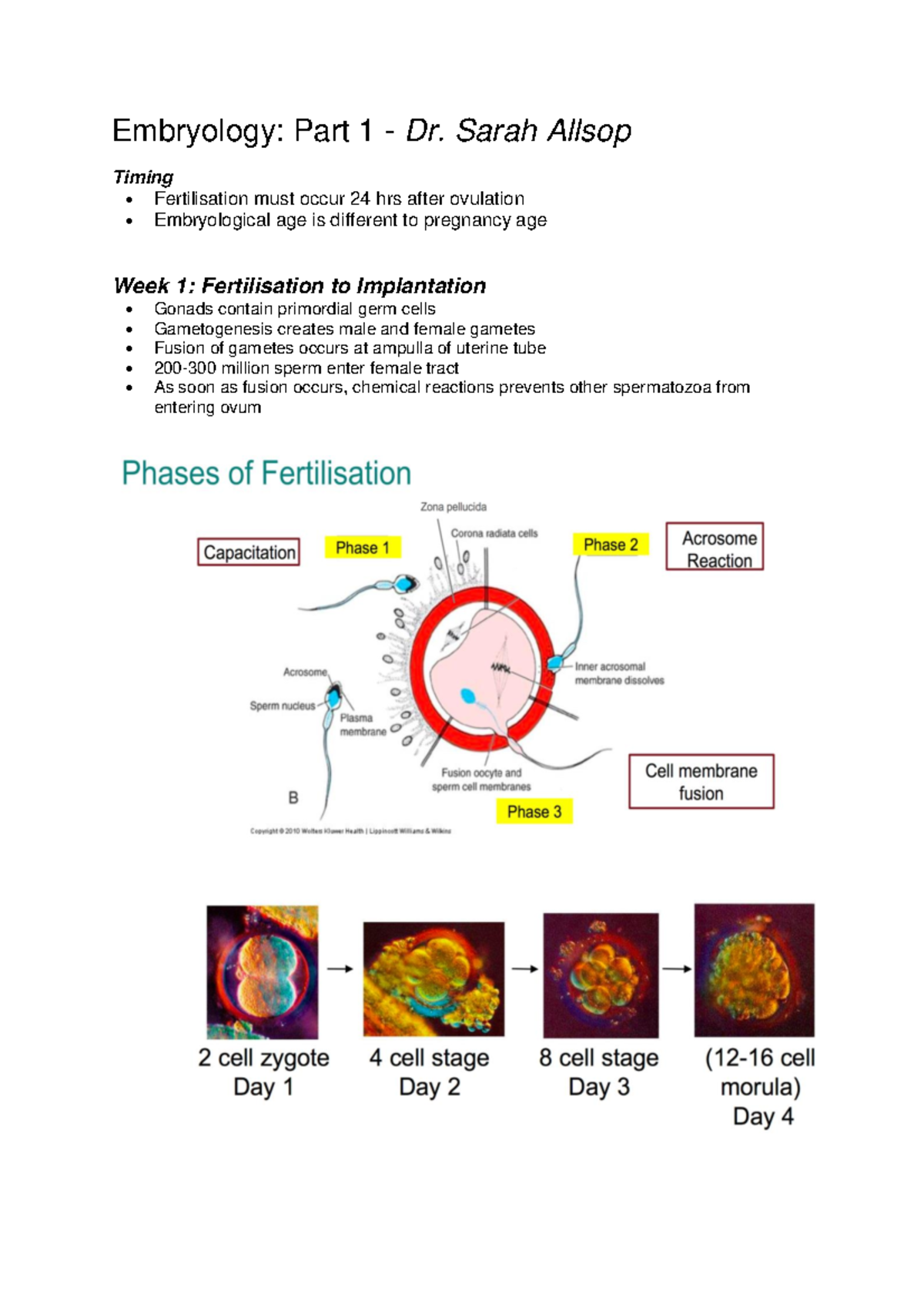 Embryology - Year 1 FoM Embrylogy Lecture Notes - Warning: TT ...