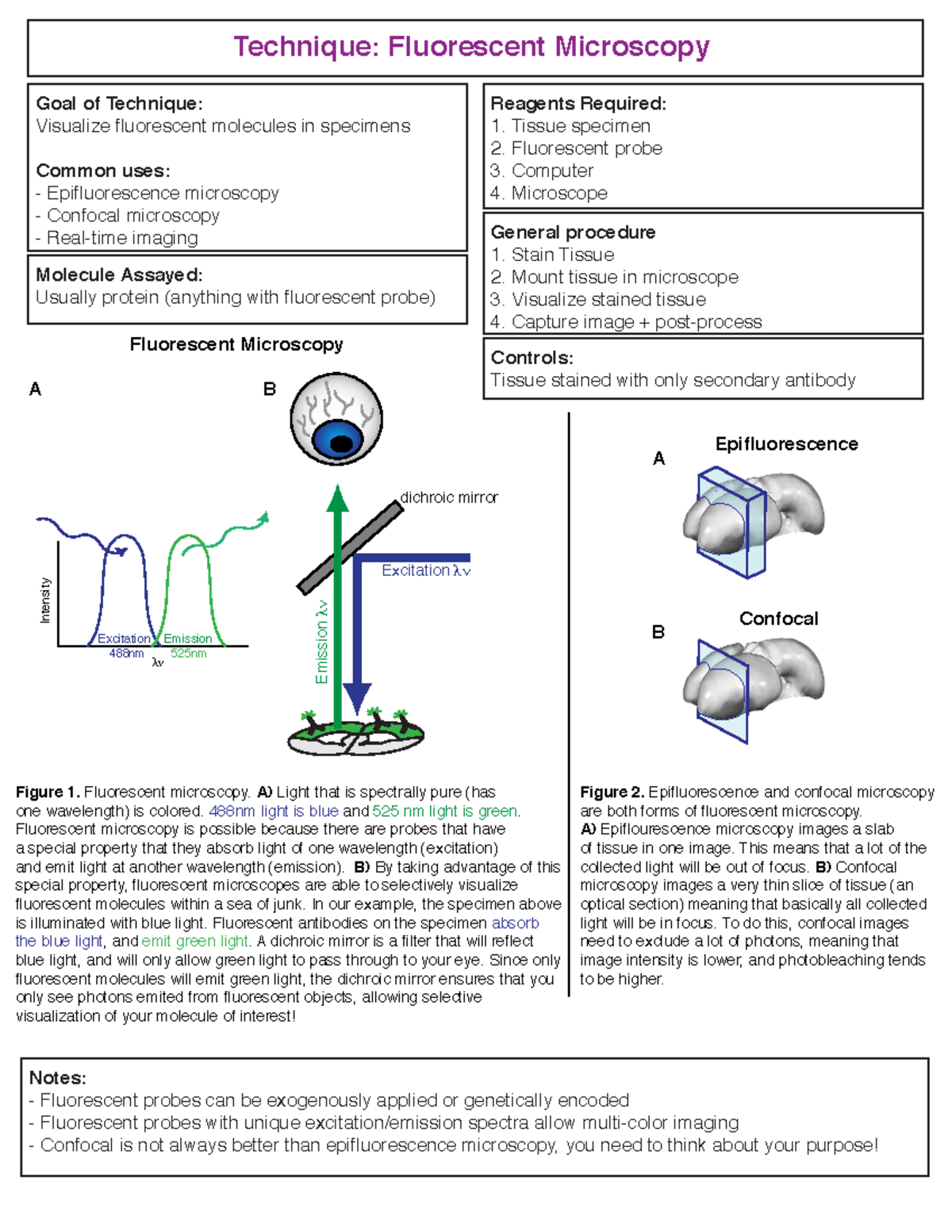 Epifluorescence-Confocal - Technique: Fluorescent Microscopy Goal of ...