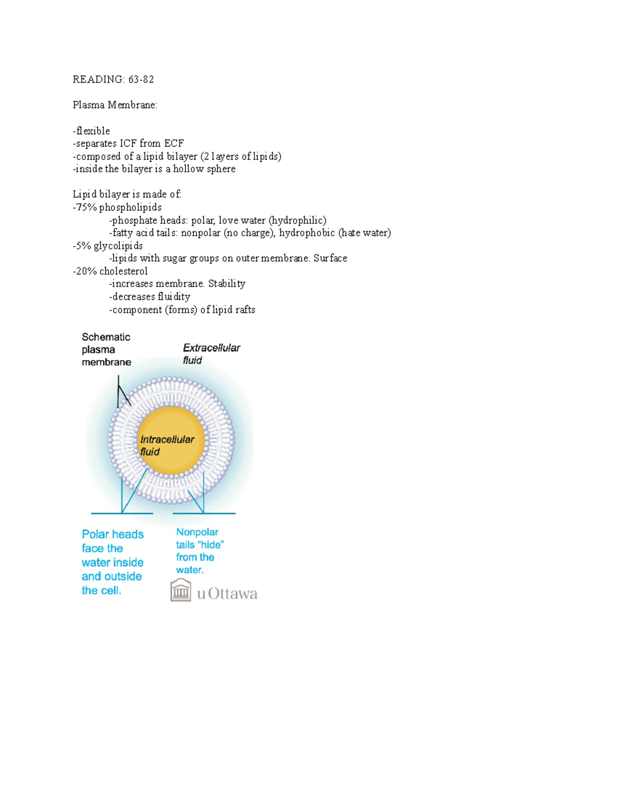 Lecture 3-Plasma mb - notes - READING: 63- Plasma Membrane: -flexible ...