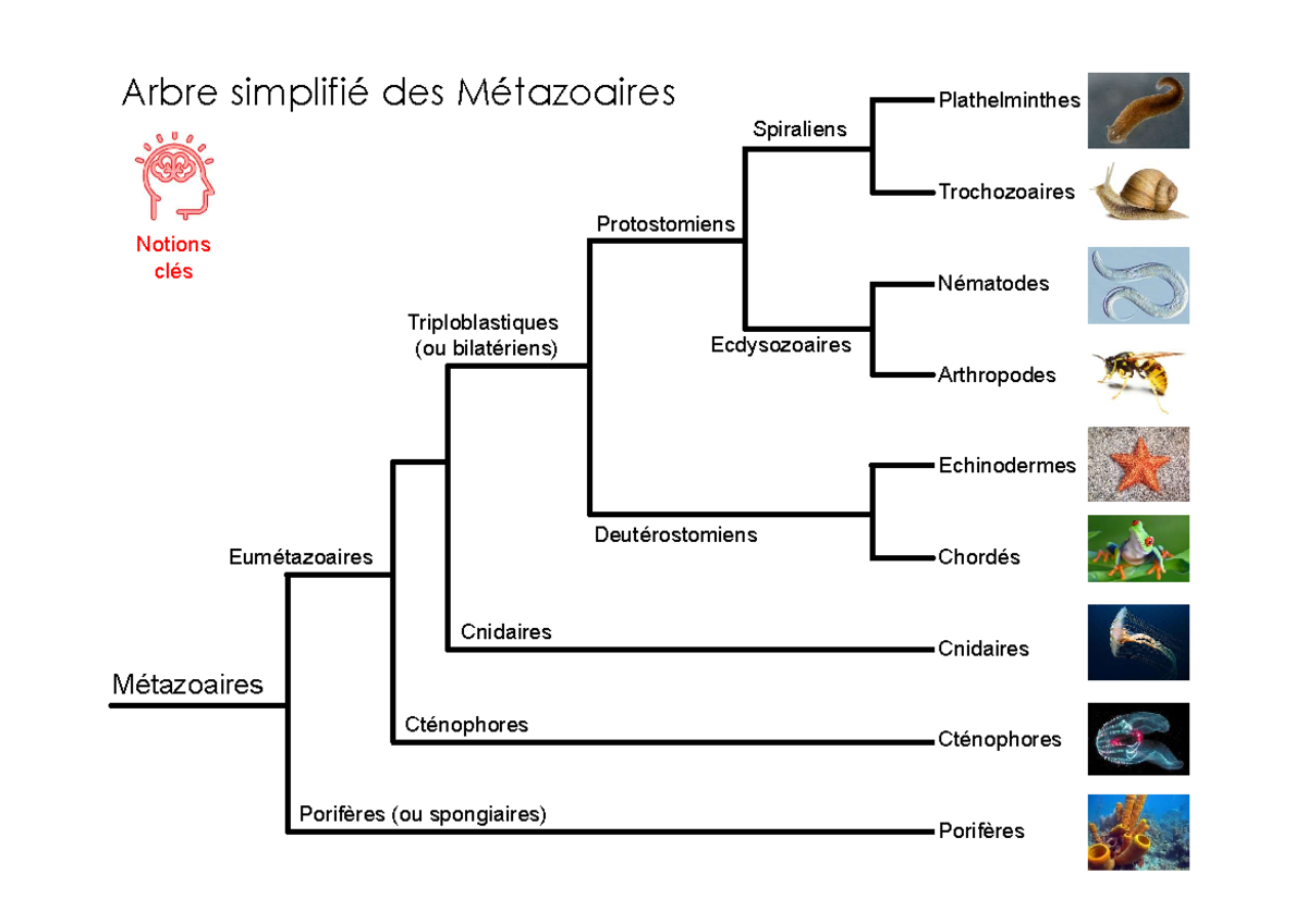 Arbre simplifié metazoaires - Arbre simplifié des Métazoaires ...