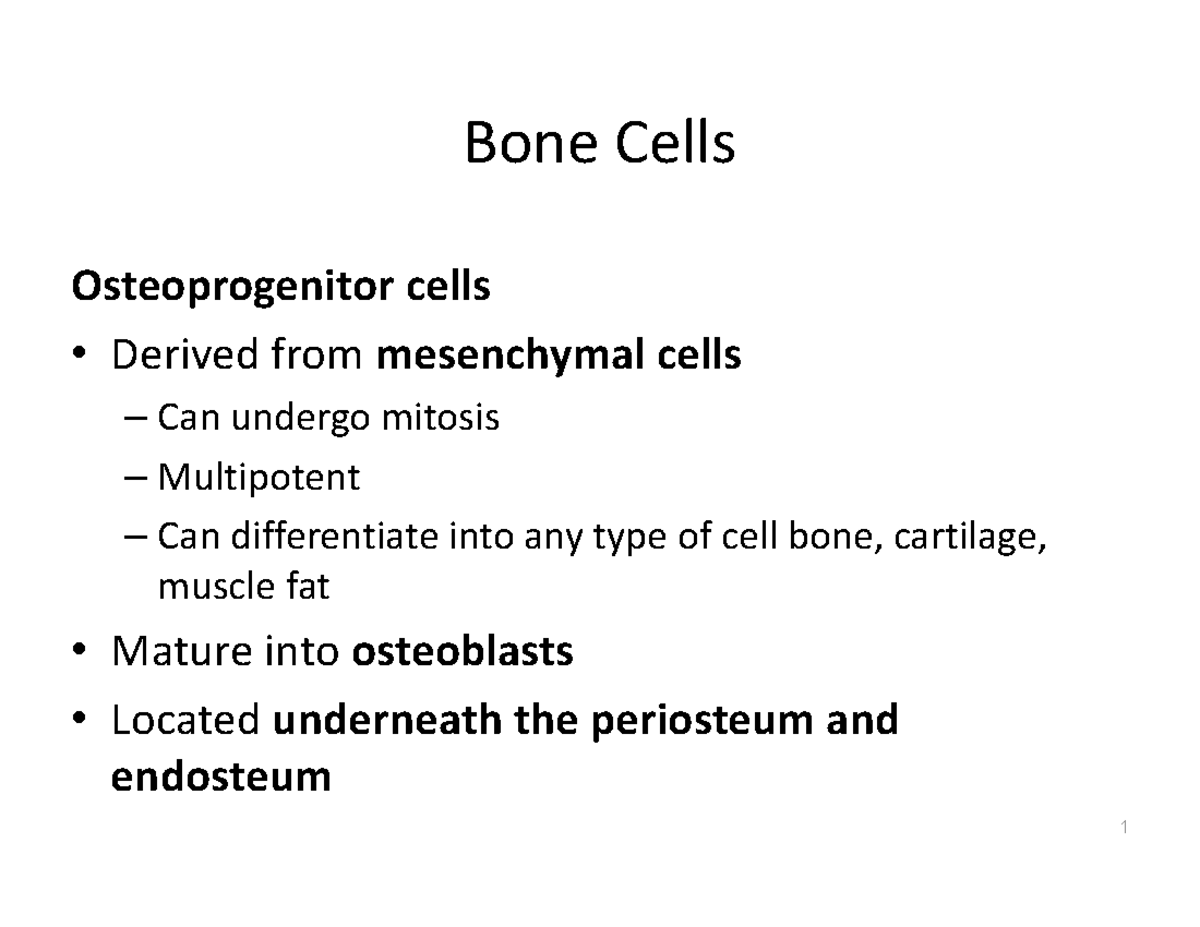 BONE II - bone part 2 - Bone Cells Osteoprogenitor cells • Derived from ...