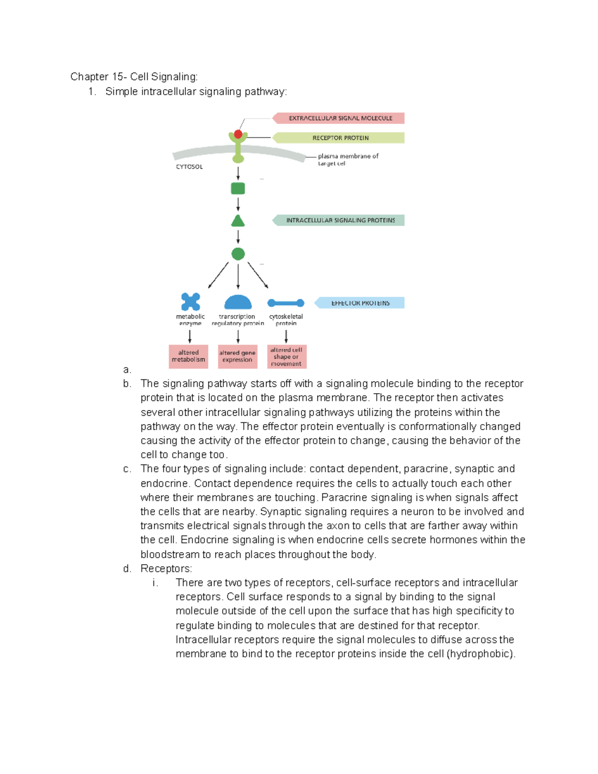 Cell bio exam 2 notes - BIOS 367 - Studocu