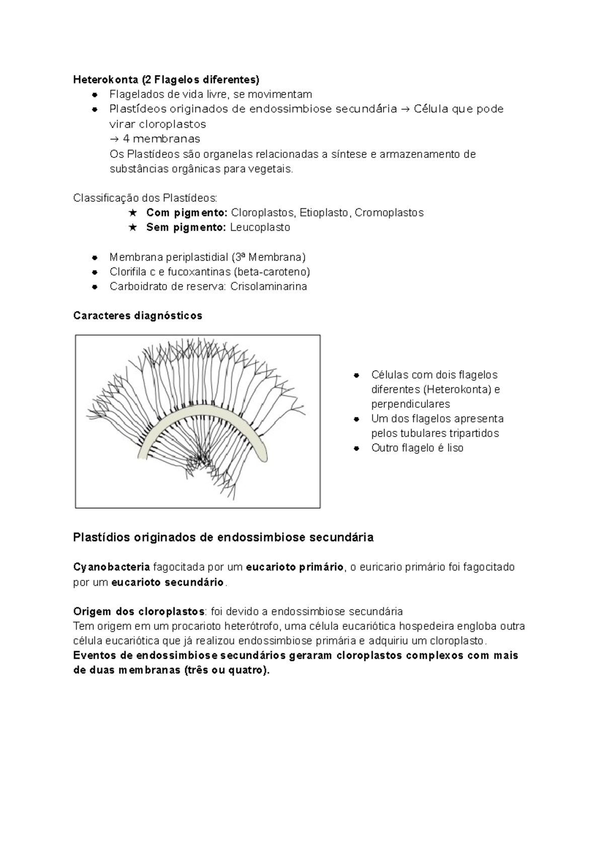 Aula 02 - Algas pardas e Diatomáceas - Heterokonta (2 Flagelos ...