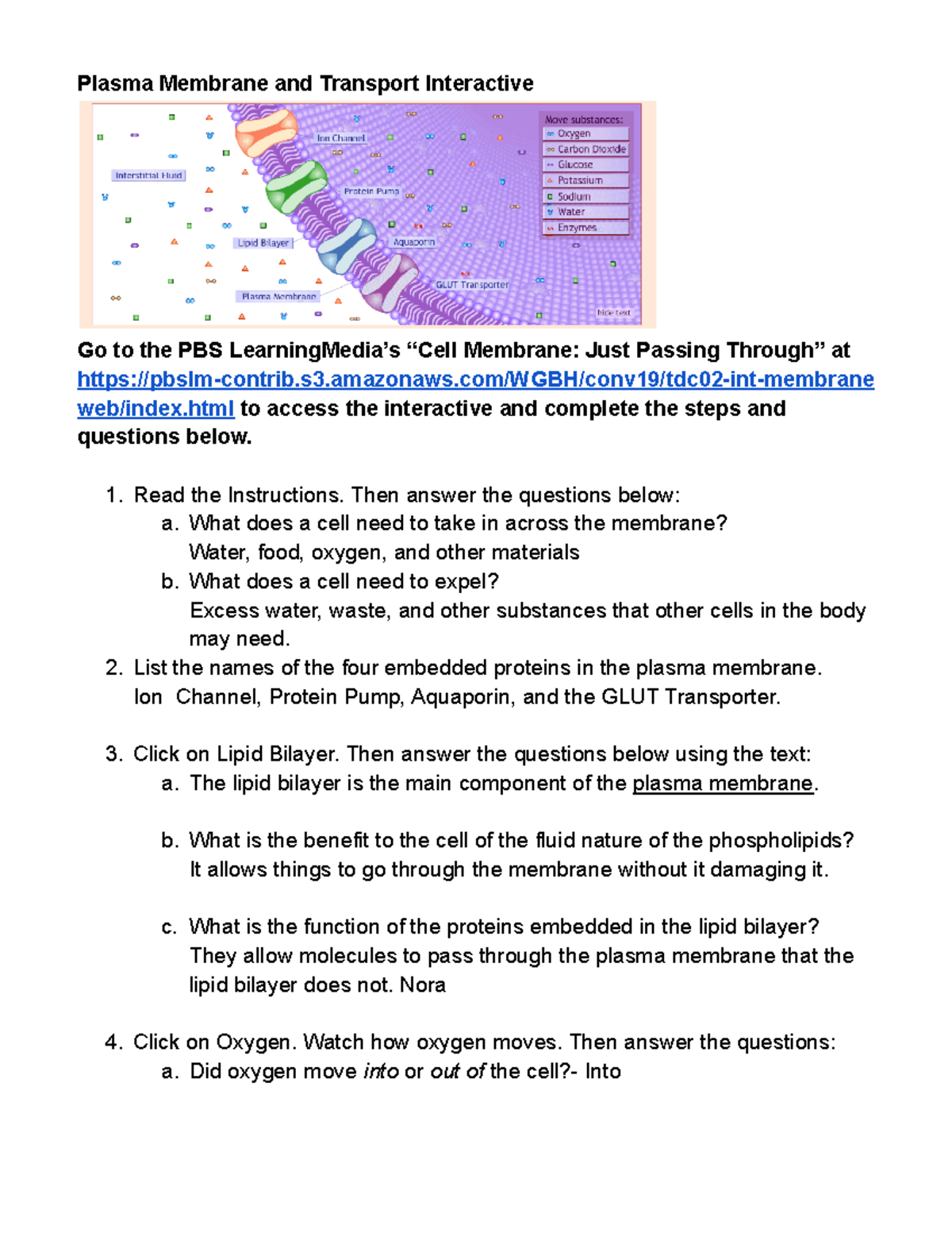 Plasma Membrane and Transport Interactive - s3.amazonaws/WGBH/conv19 ...