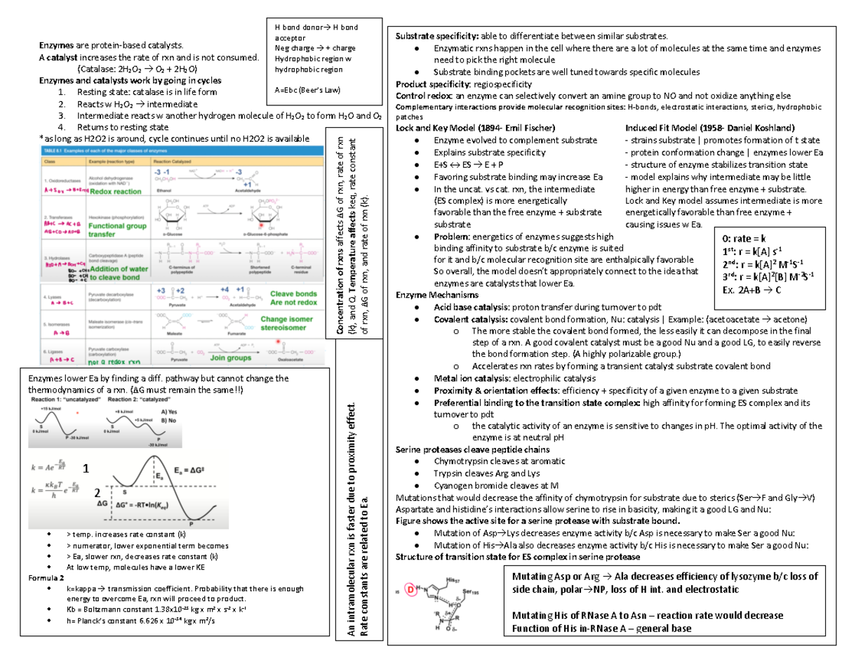 Biochemistry Exam 3 Cheat Sheet - Enzymes are protein-based catalysts. A catalyst increases the ...