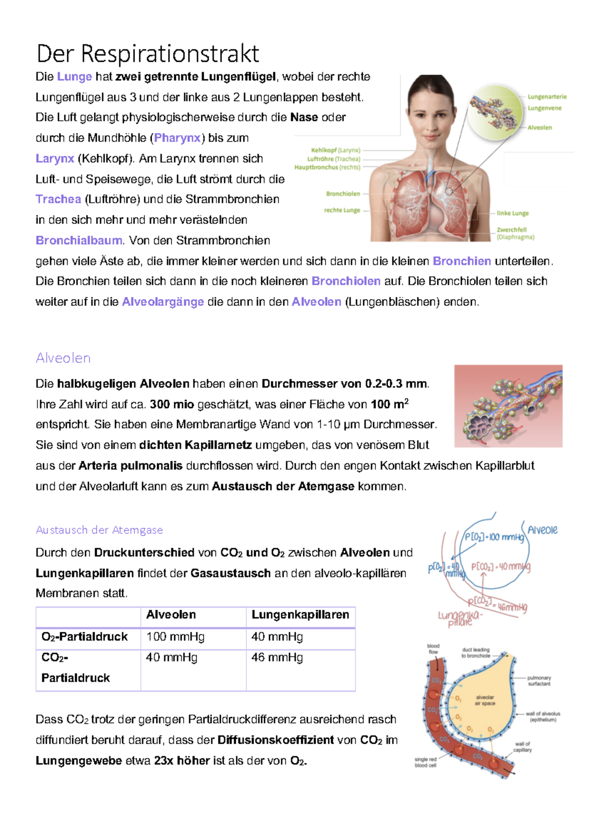 19 Der Respirationstrakt - Der Respirationstrakt Die Lunge hat zwei ...