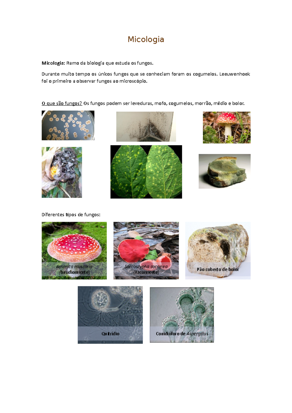 1-Micologia - Resumos sobre Micologia - Micologia Micologia: Ramo da ...