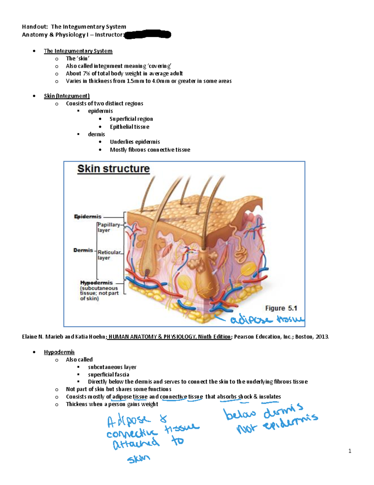 Study Guide The Integumentary System - Anatomy & Physiology I ...