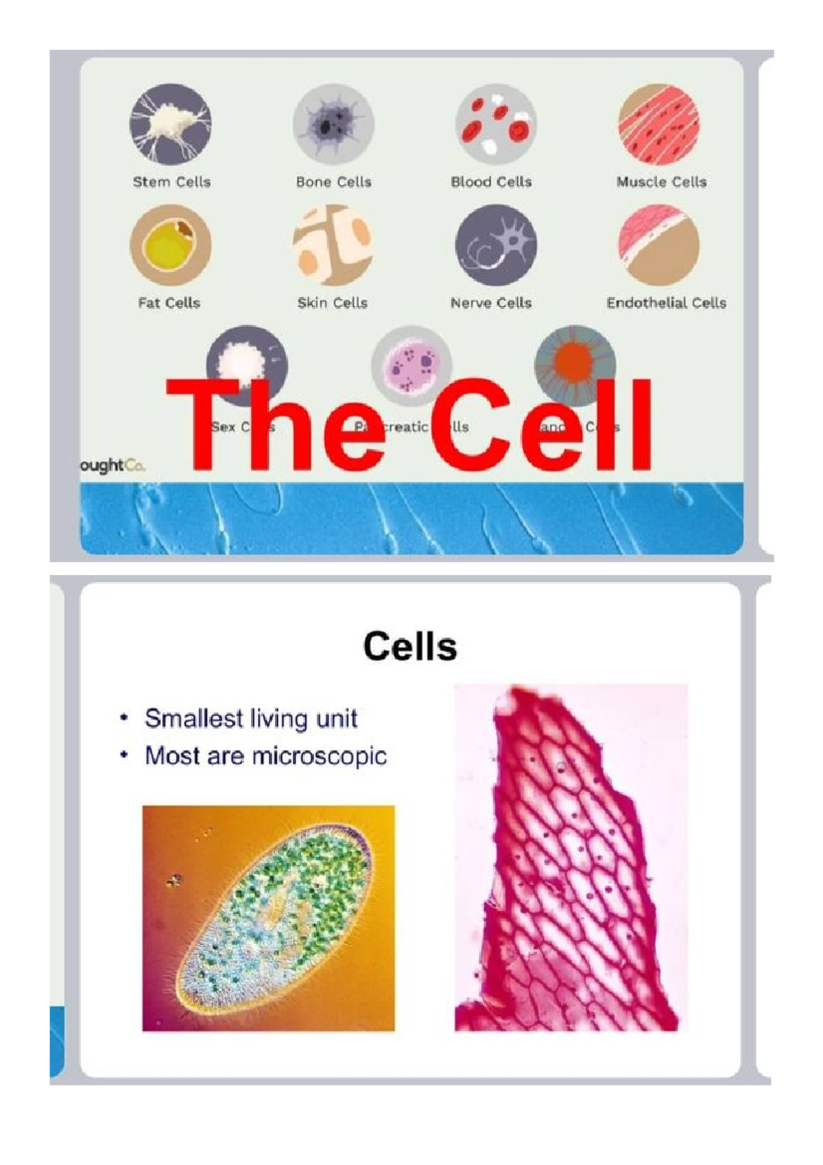 Biology-CELL - lecture about biology - Mathematics, Science and ...