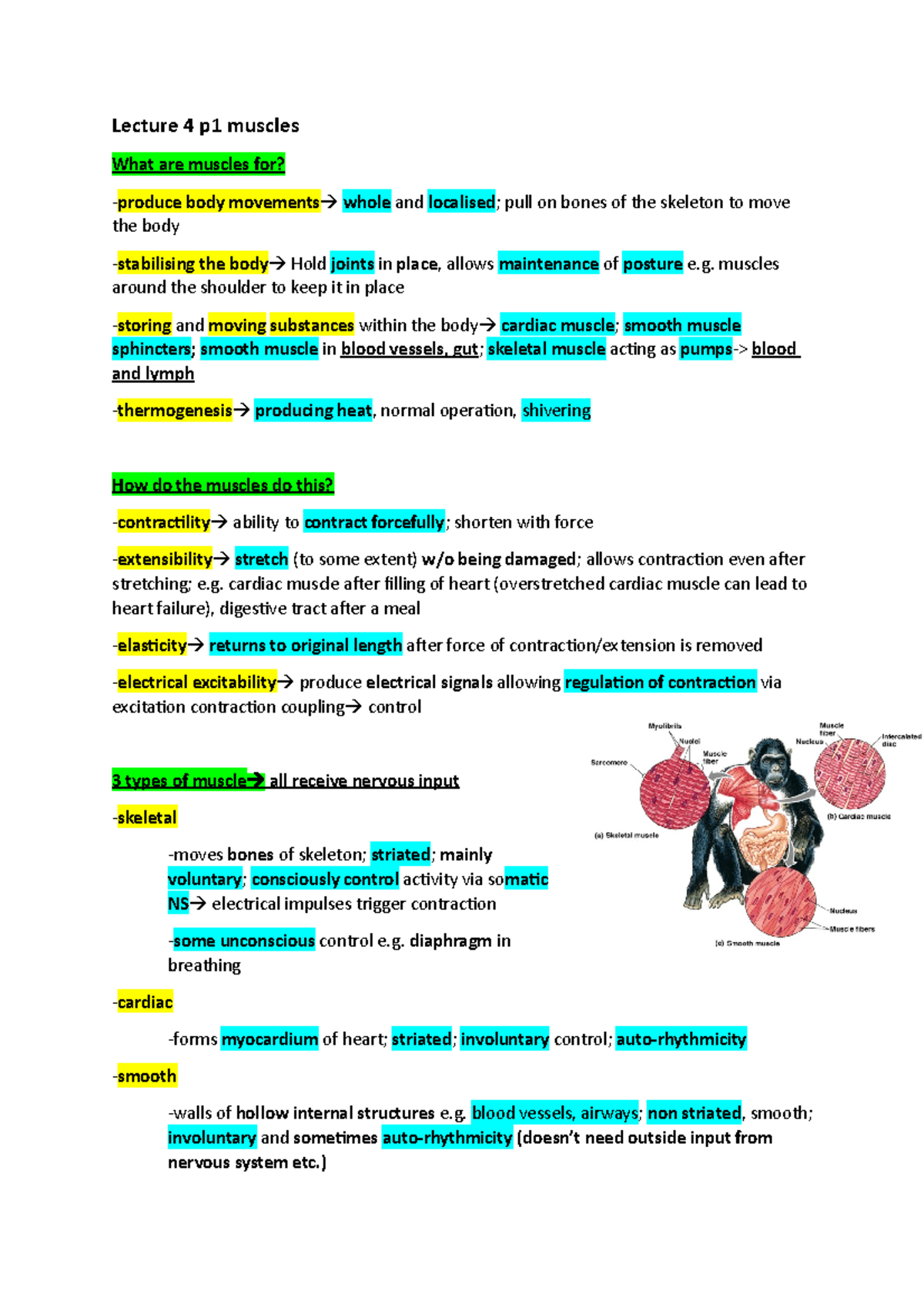 Lecture 4 muscles p1 - Lecture 4 p1 muscles What are muscles for ...