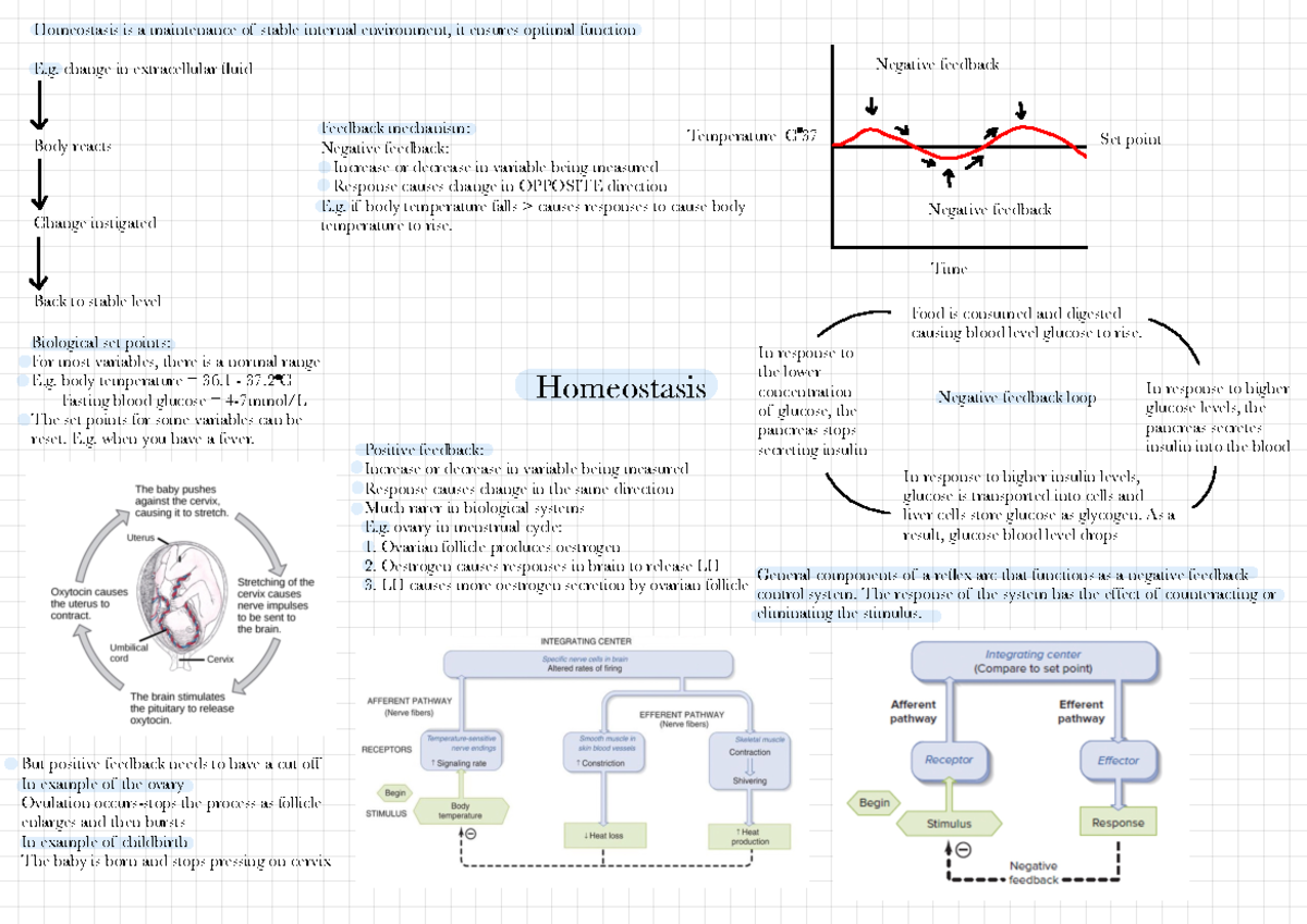 Homeostasis - lecture notes - Homeostasis Homeostasis is a maintenance ...