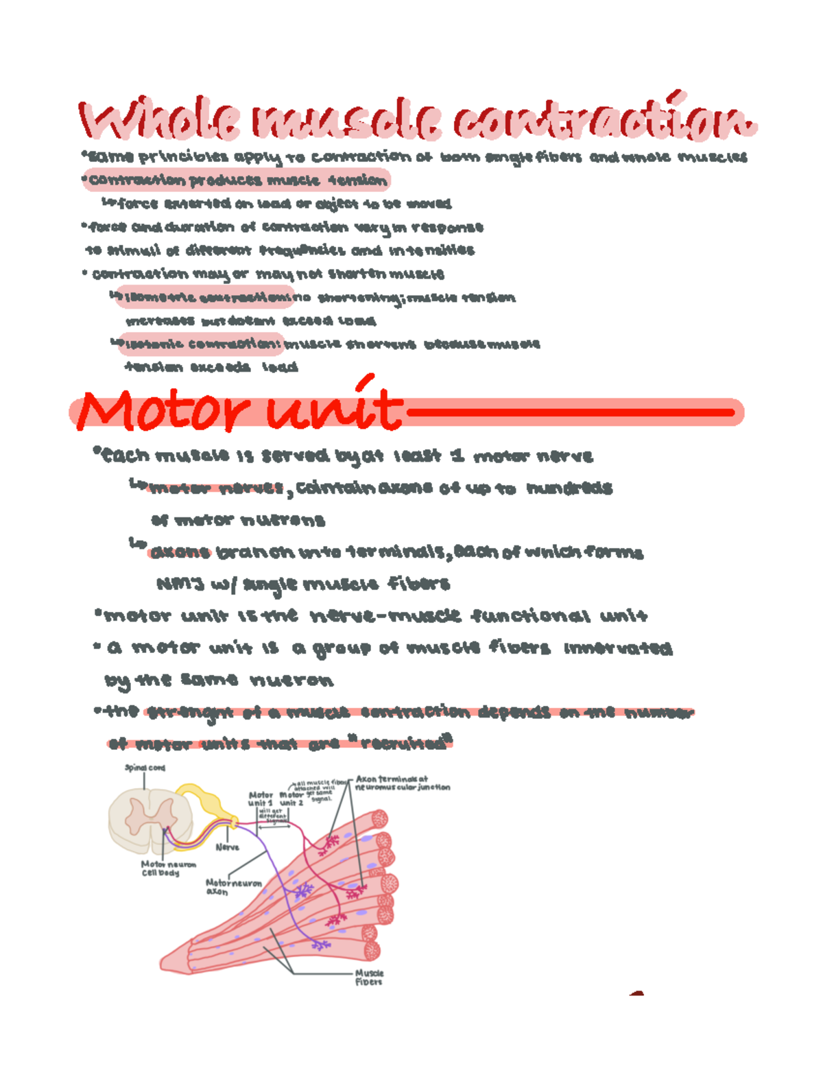 Whole muscles review sheet for A&P 1 lecture - Whole contraction muscle ...