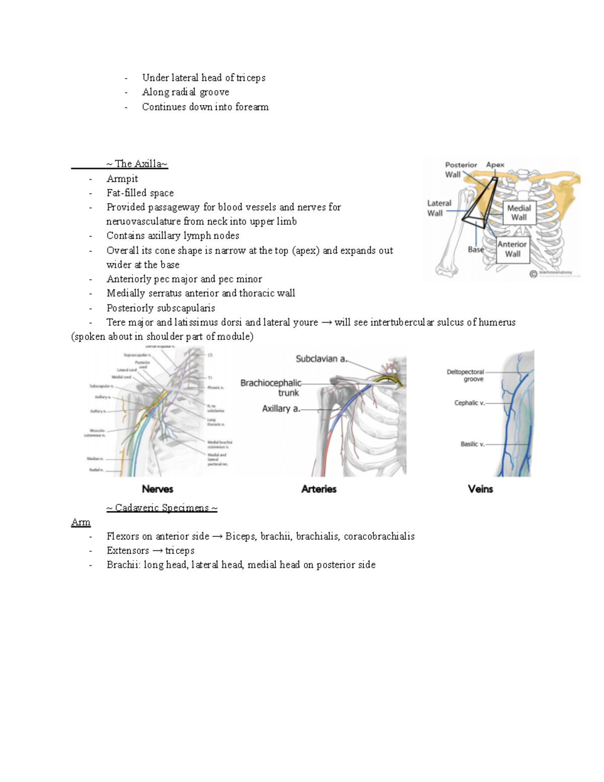 Anatomy Elbow notes - Under lateral head of triceps Along radial groove ...