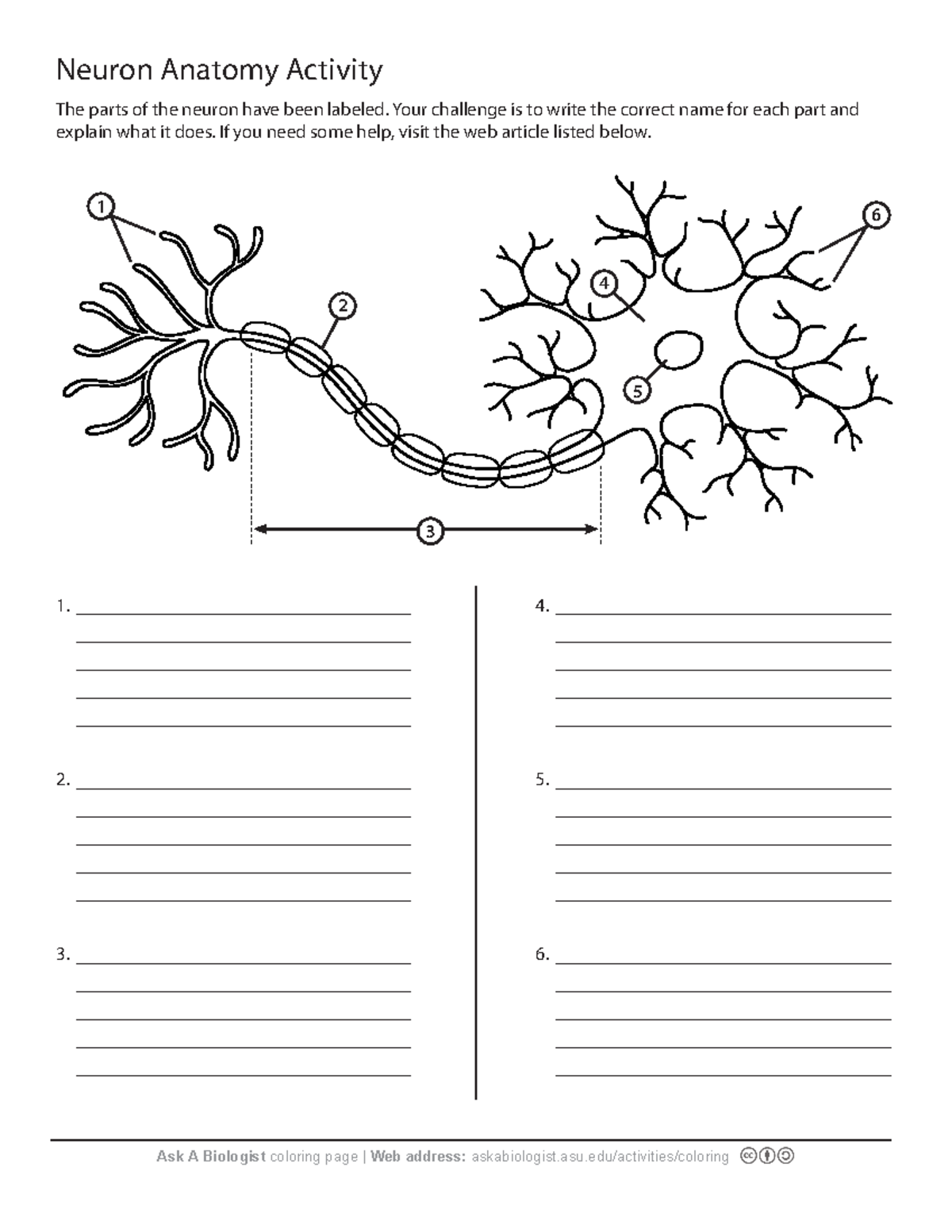 Aab neuron anatomy activity - Neuron Anatomy Activity The parts of the ...