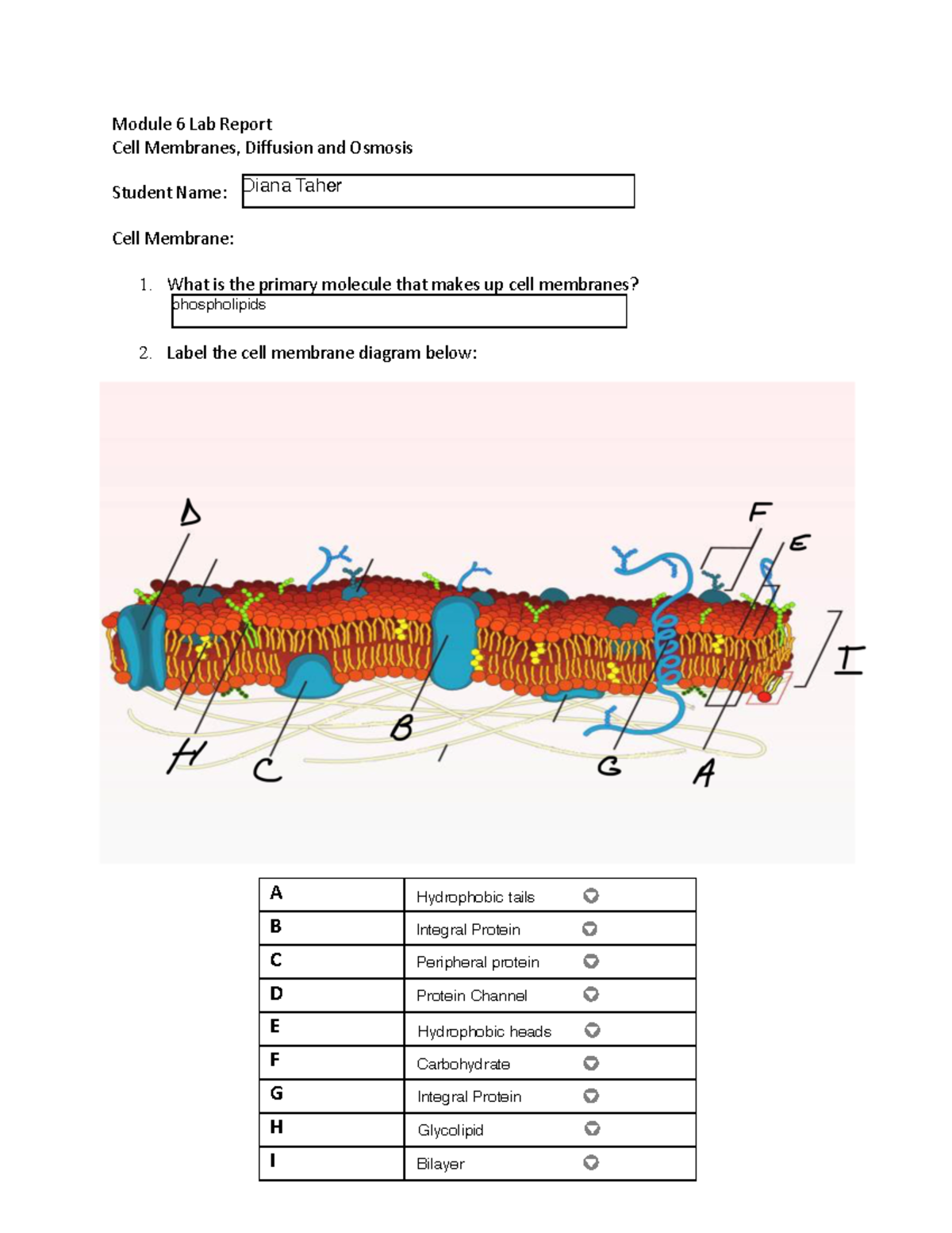 Module 5 Lab Report - Module 6 Lab Report Cell Membranes, Diffusion and Osmosis Student Name ...