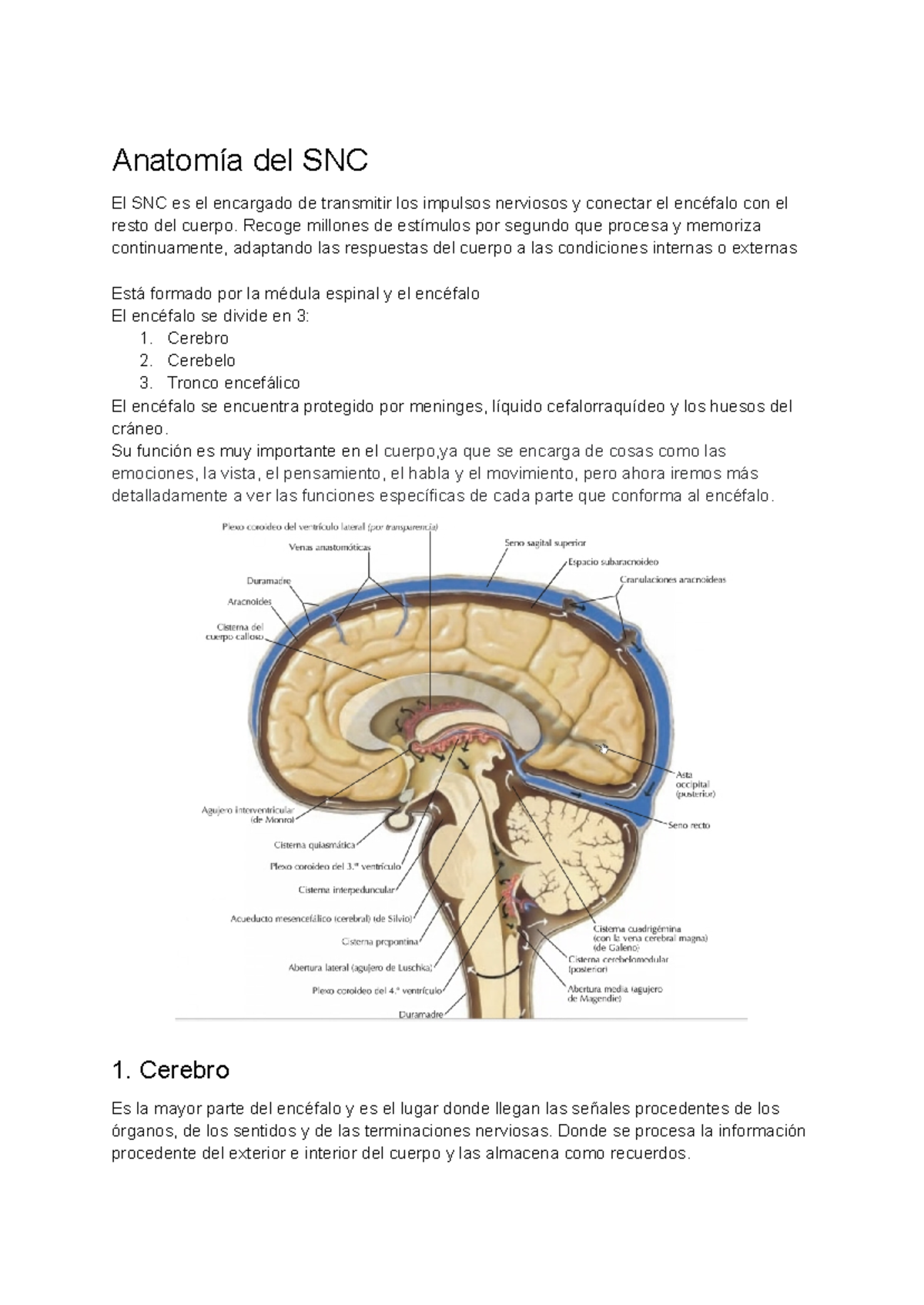 Generalidades de la anatomía del SNCy SNP - Anatomía del SNC El SNC es ...