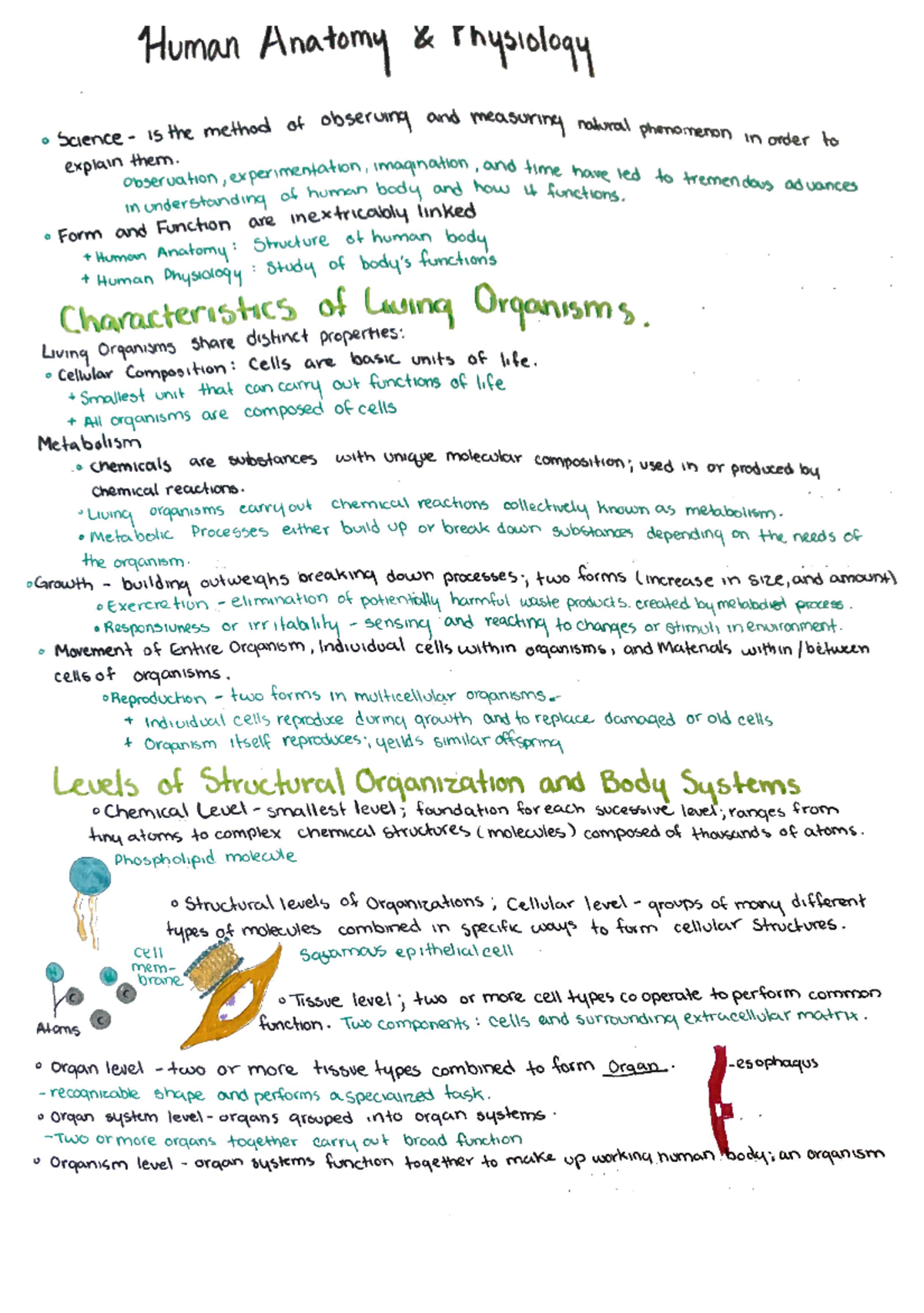 Anatomy and Physiology Biology 109 Notes (Full Semester) - Human ...