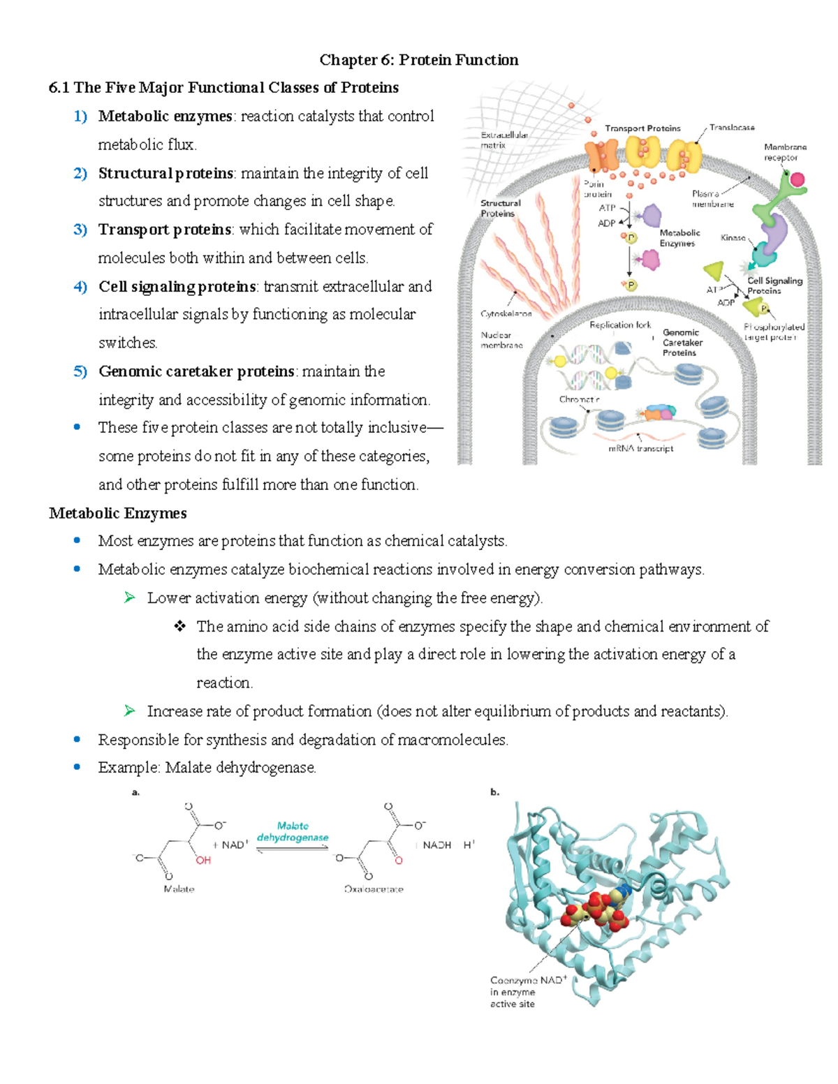 CH6 Summary - Chapter 6: Protein Function 6 The Five Major Functional Classes of Proteins ...