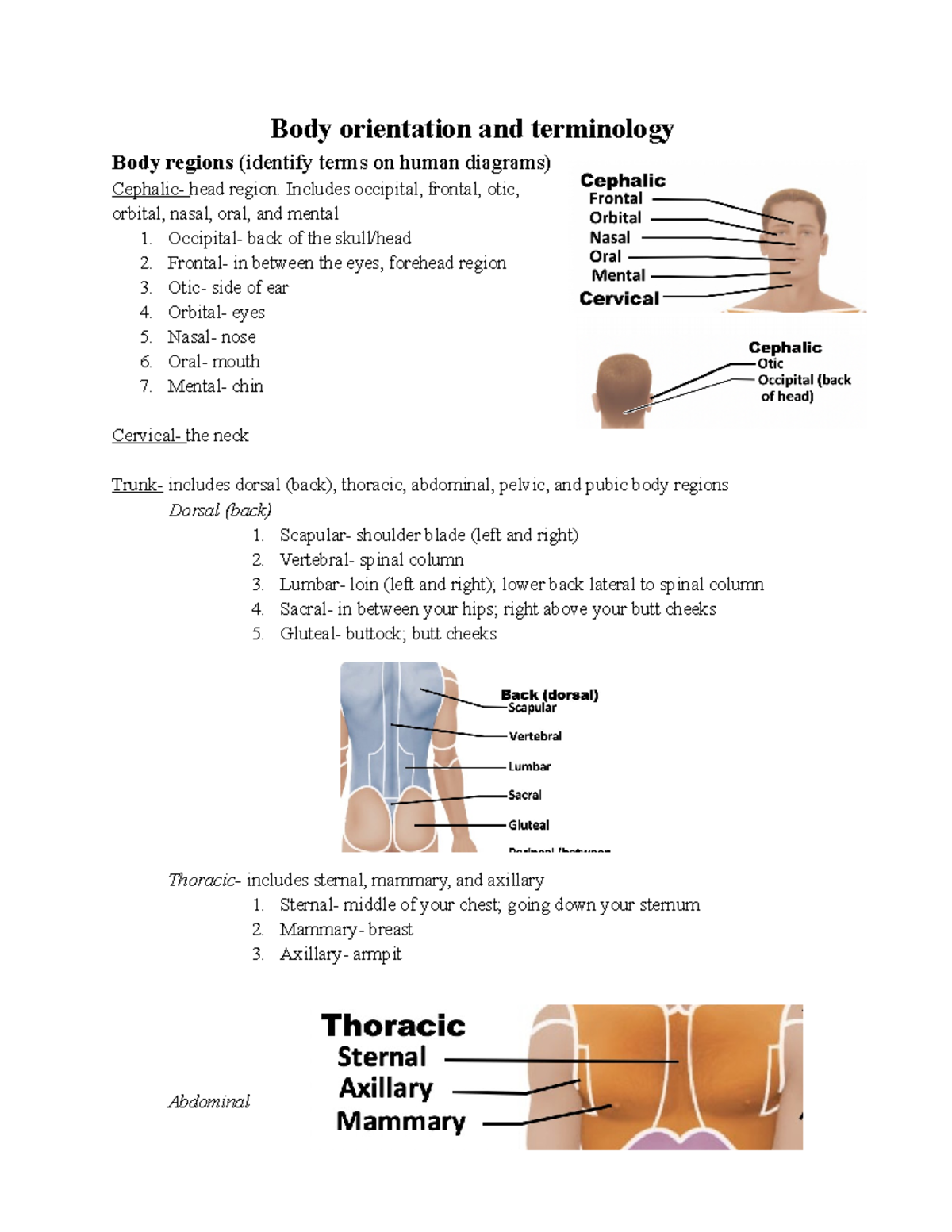 Copy Of Lab 1 Quiz Review Sheet For Body Orientation Lab Quiz Body