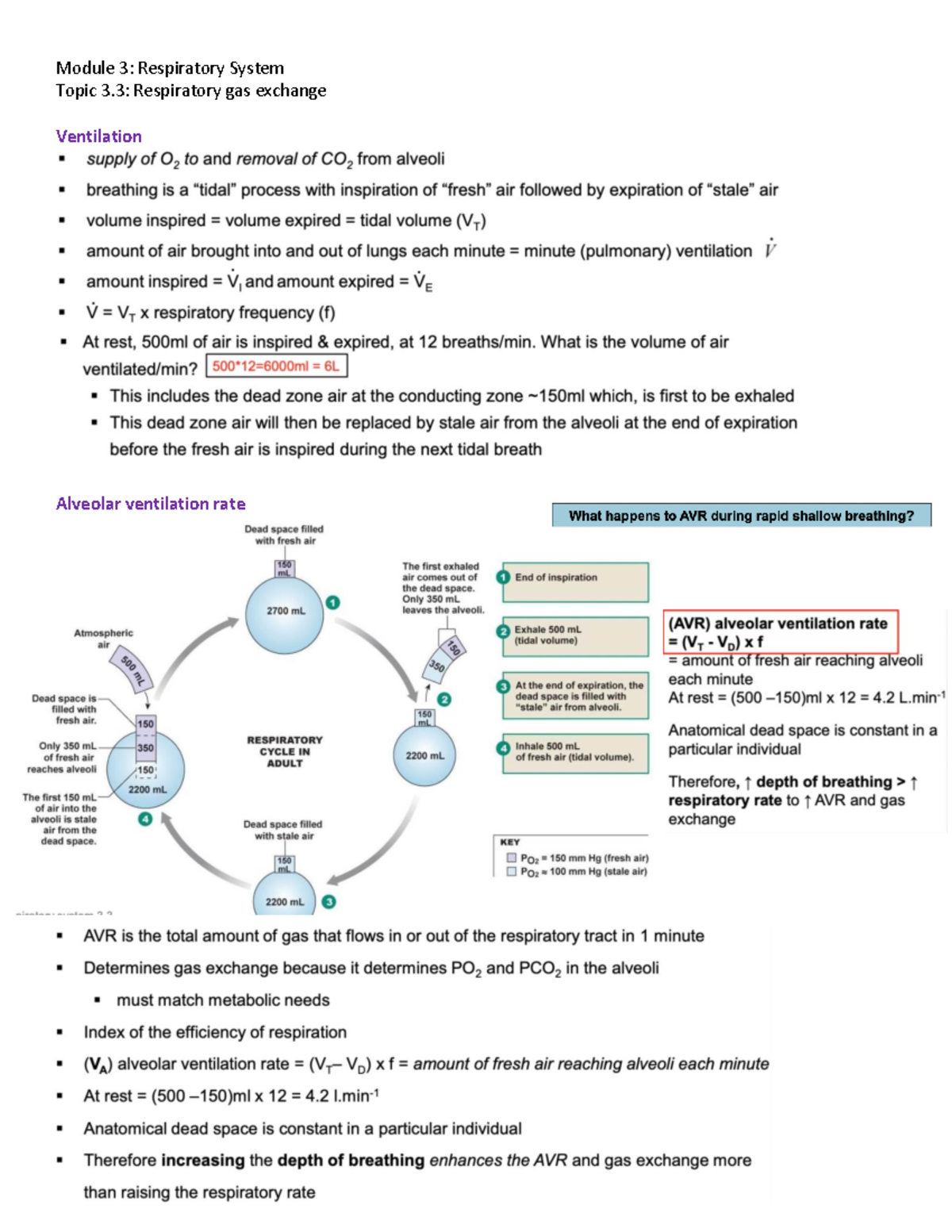 Module 3-2 Respiratory System summaries - Module 3: Respiratory System ...
