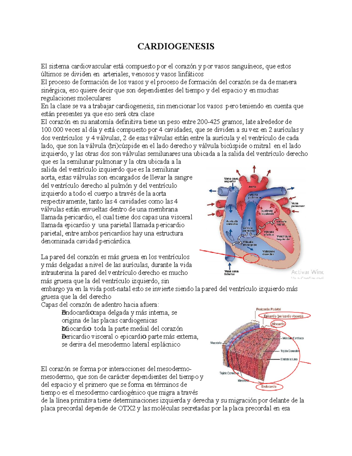 Cardiogenesis - Desarrollo del corazón en la vida intrauterina Dra ...