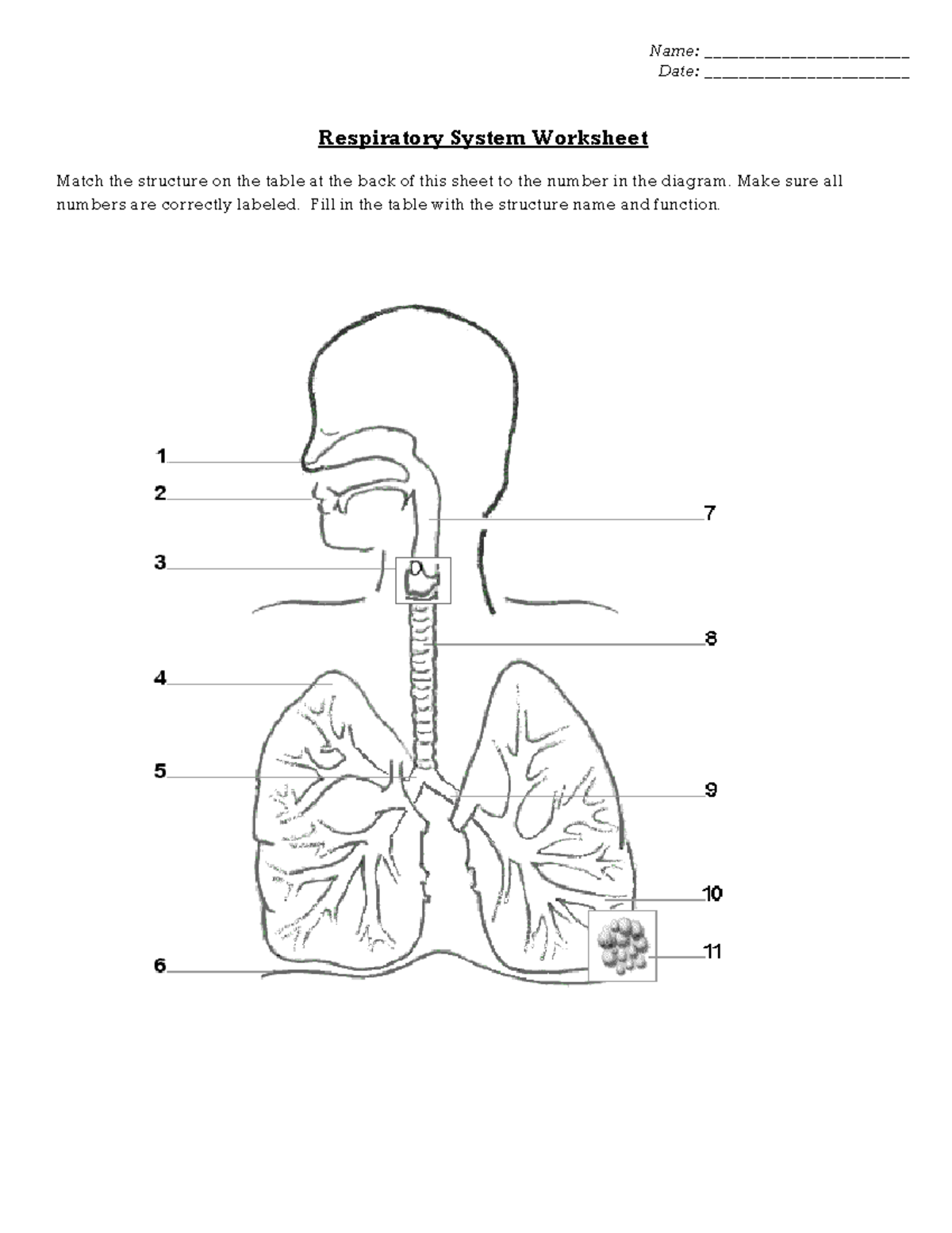 Respiratory system worksheet - Name: ________________________ Date