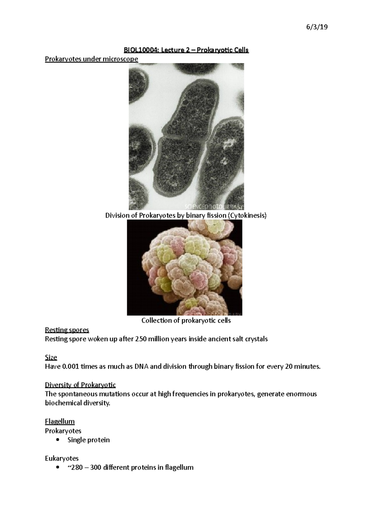 Lecture 2 Prokaryotes - 6/3/ BIOL10004: Lecture 2 – Prokaryotic Cells ...