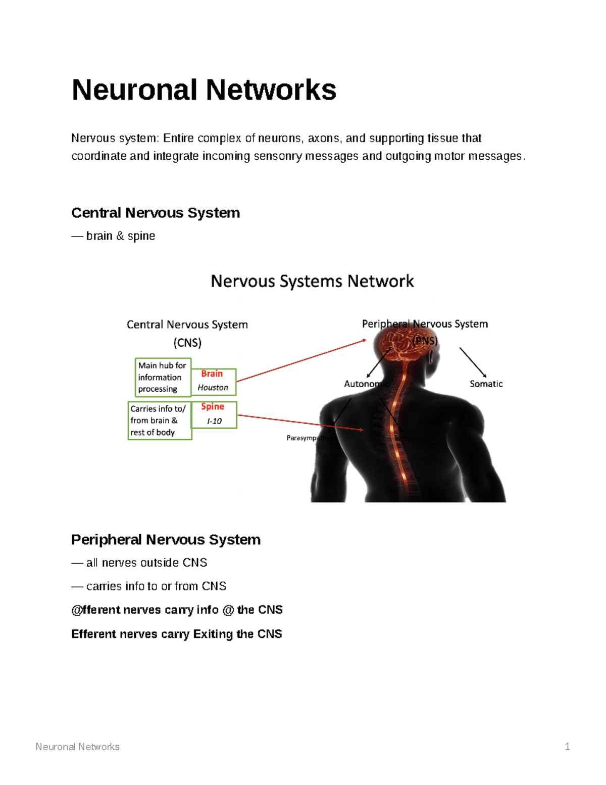 Neuronal Networks - Professor Tres Bodet - Neuronal Networks Nervous ...