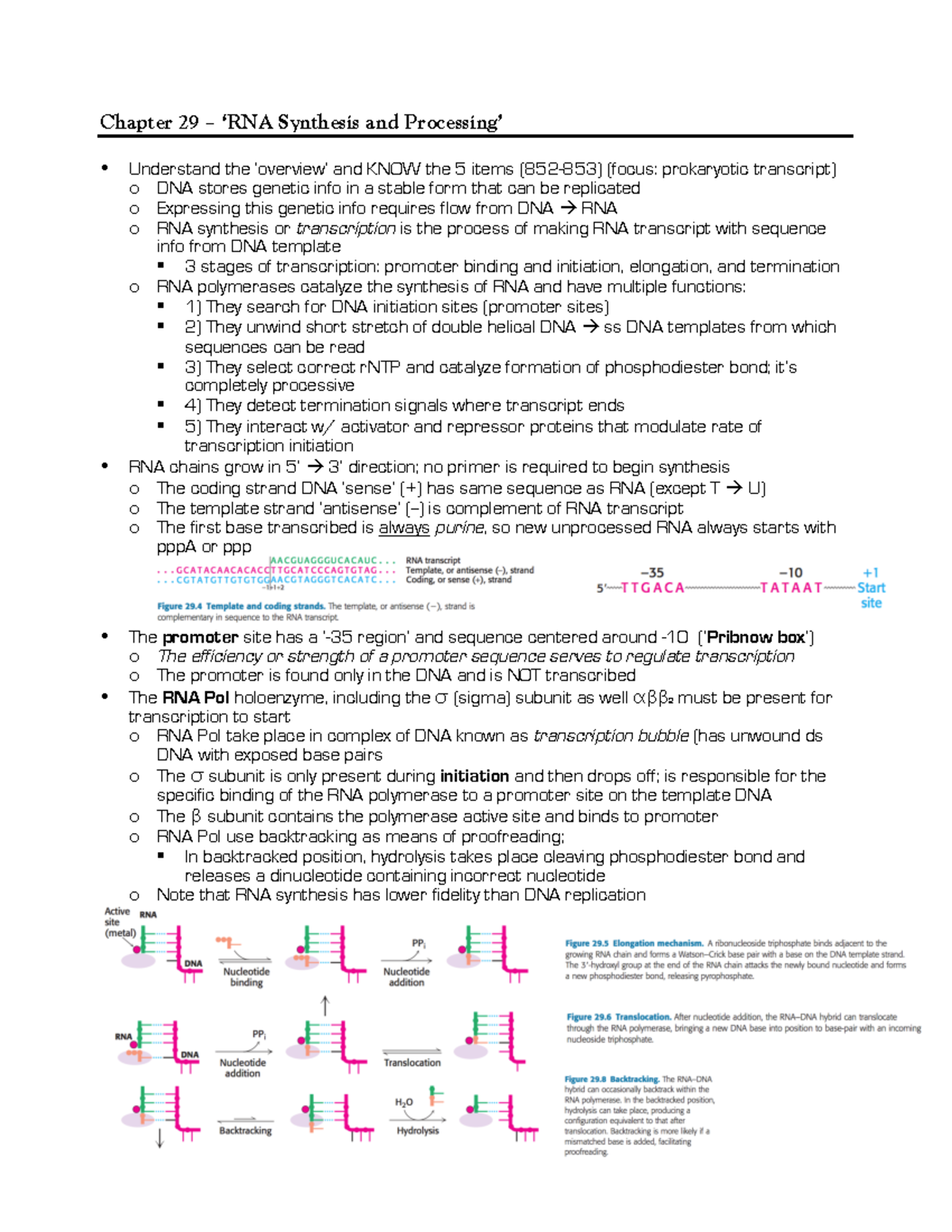 Chapter 29 – ‘RNA Synthesis and Processing’ - Chapter 29 Synthesis and ...
